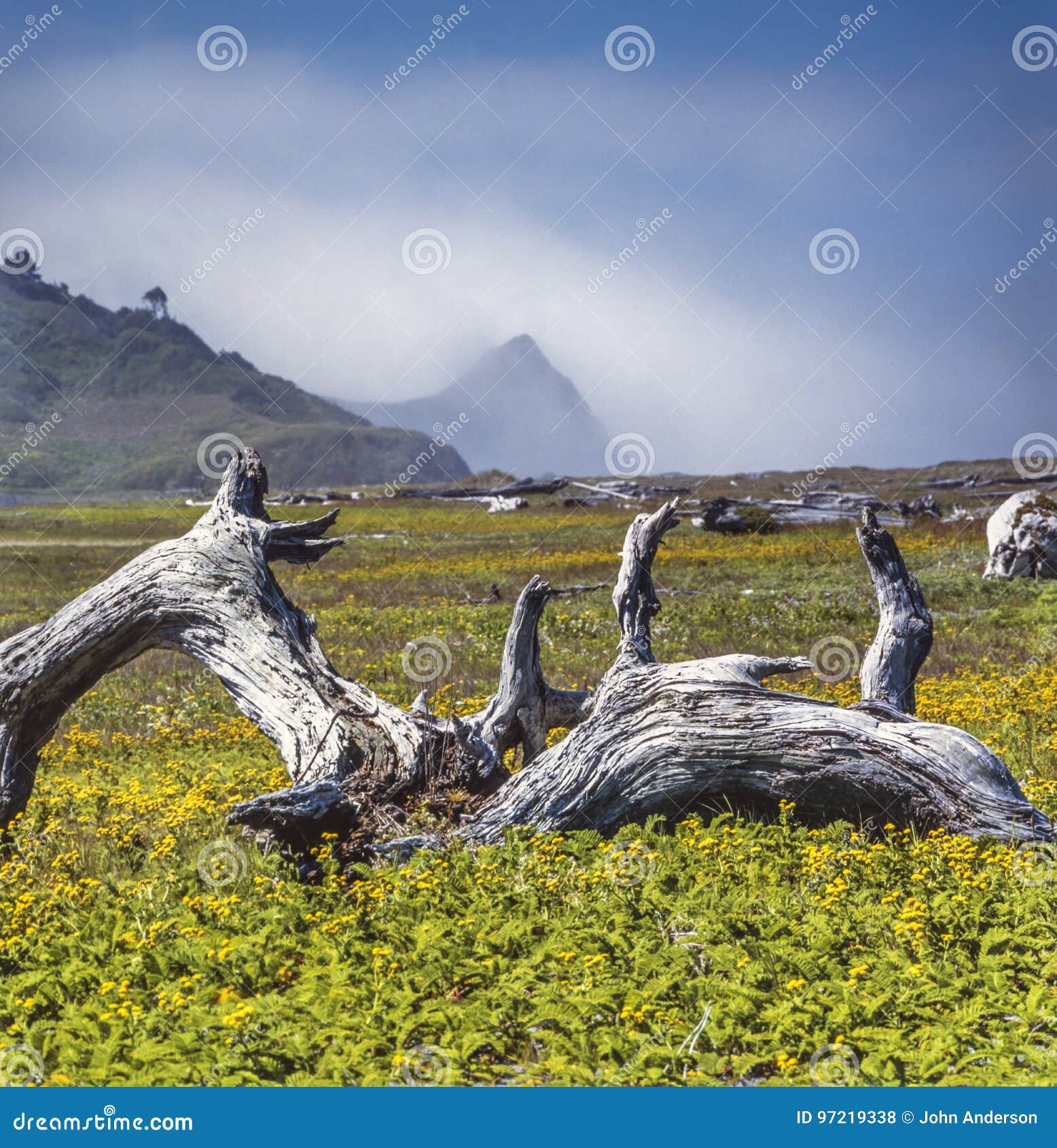Northern California Coast stock photo. Image of wildflowers - 97219338