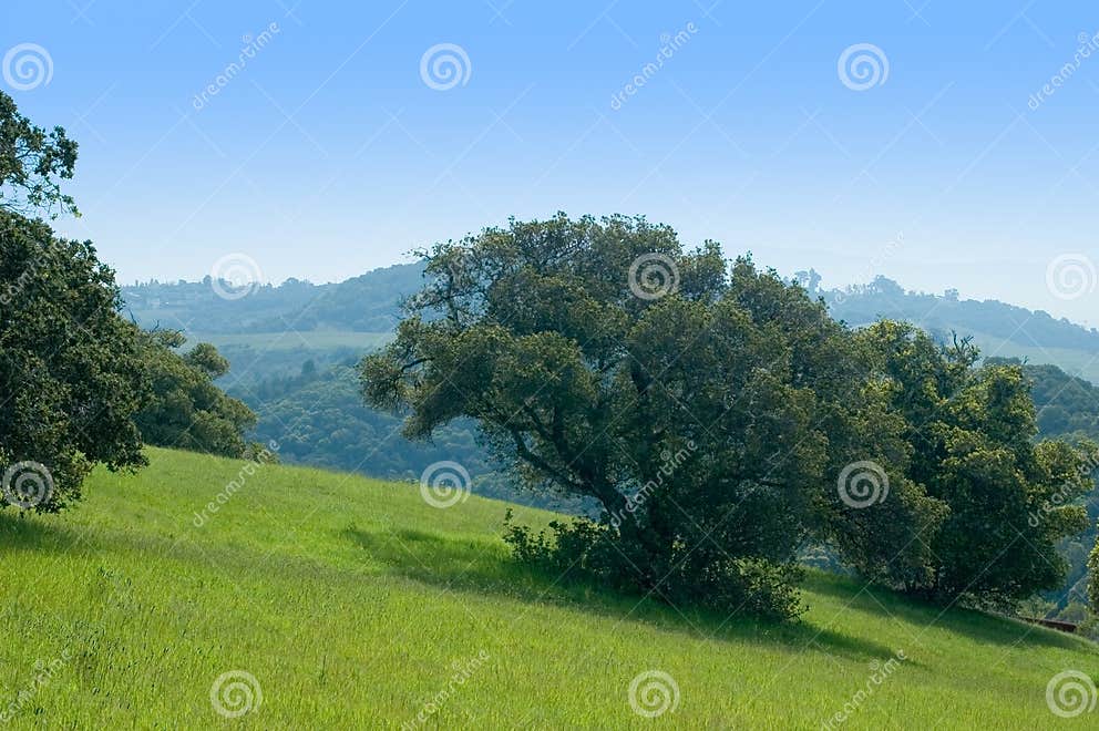 Northern California Spring stock photo. Image of grass - 626930