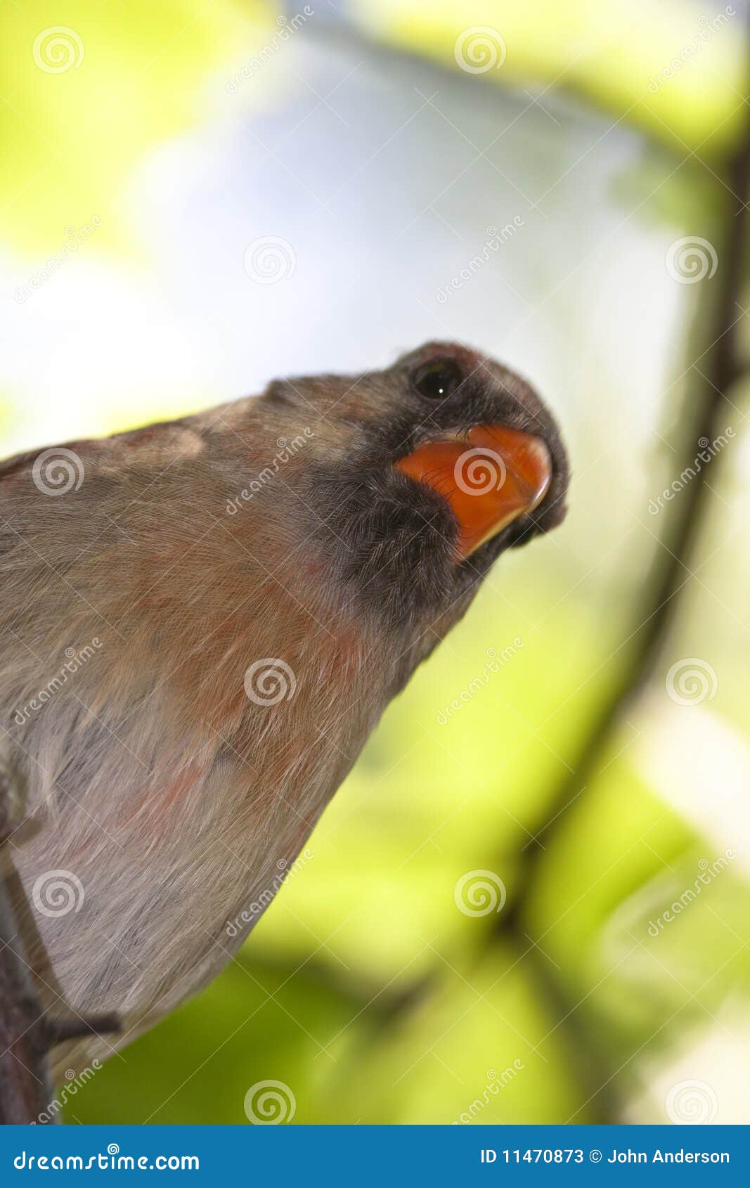 Northern Cardinal stock image. Image of cardinal, wildlife - 11470873