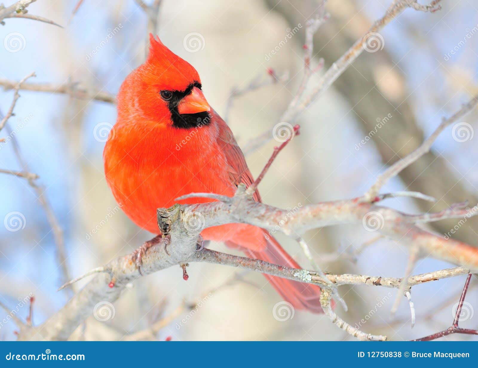 Northern Cardinal stock photo. Image of parks, wildlife - 12750838