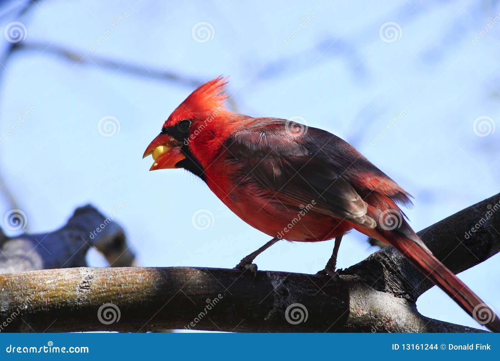 Northern Cardinal stock photo. Image of song, bird, bright - 13161244