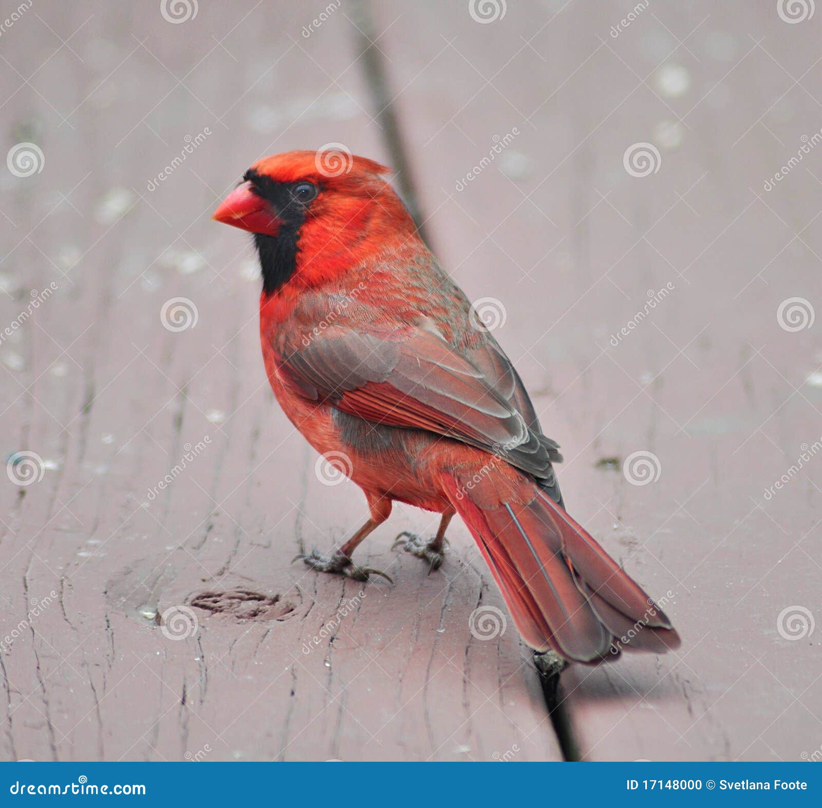 Northern Cardinal stock photo. Image of wood, northern - 17148000