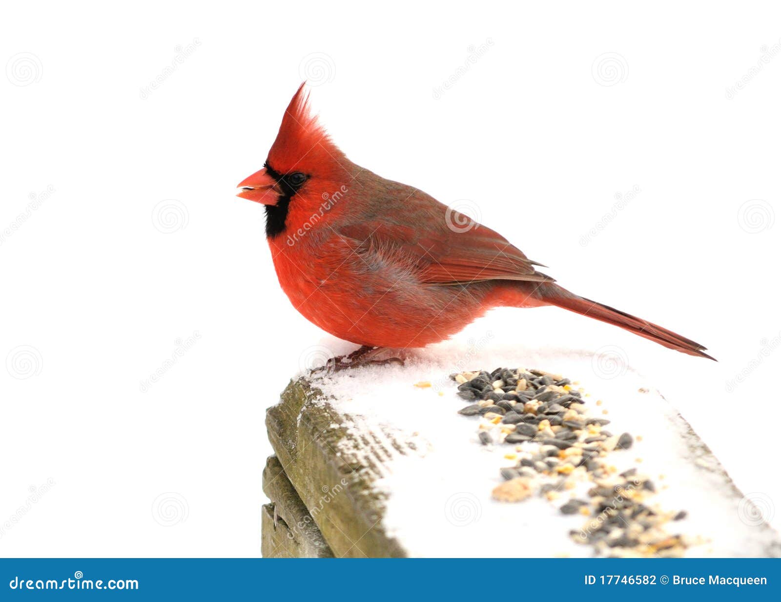 Northern Cardinal stock photo. Image of avian, nature - 17746582