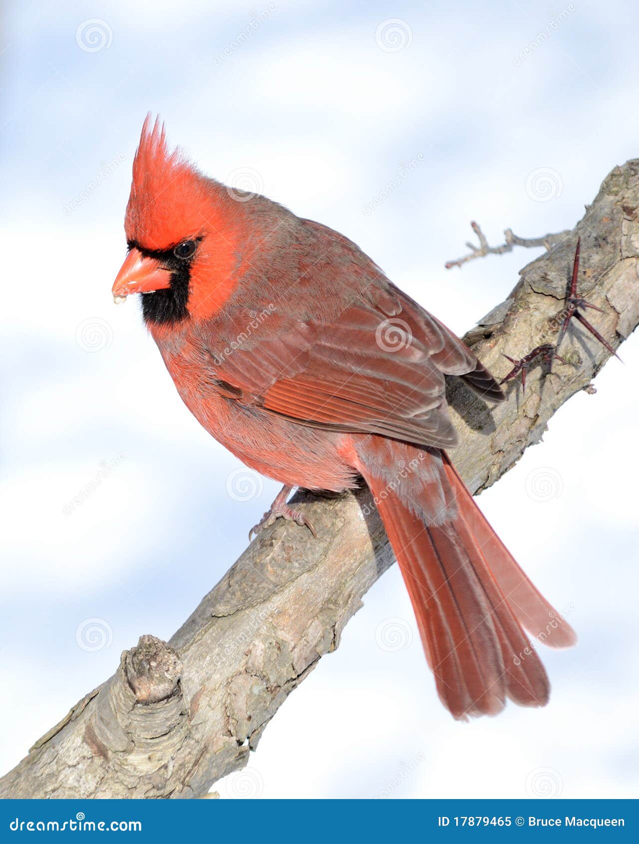 Northern Cardinal stock image. Image of male, cardinal - 17879465
