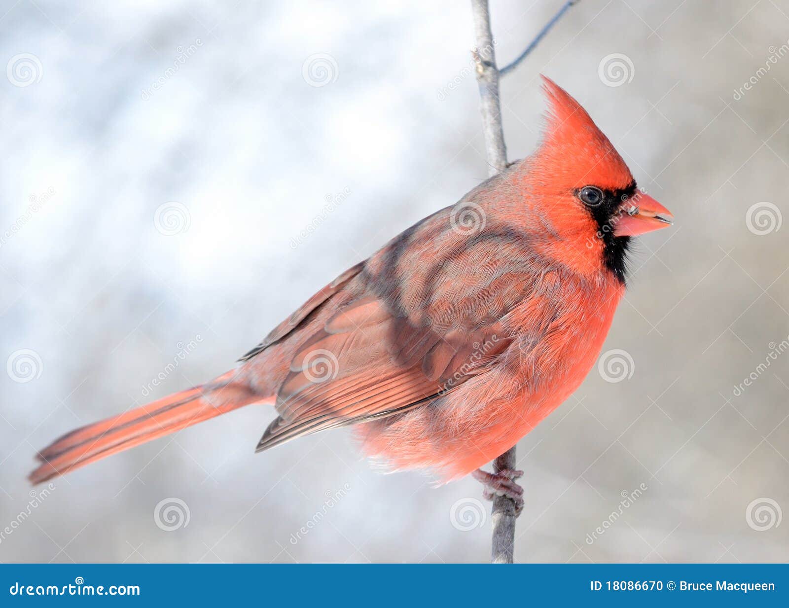 Northern Cardinal stock photo. Image of birdwatching - 18086670