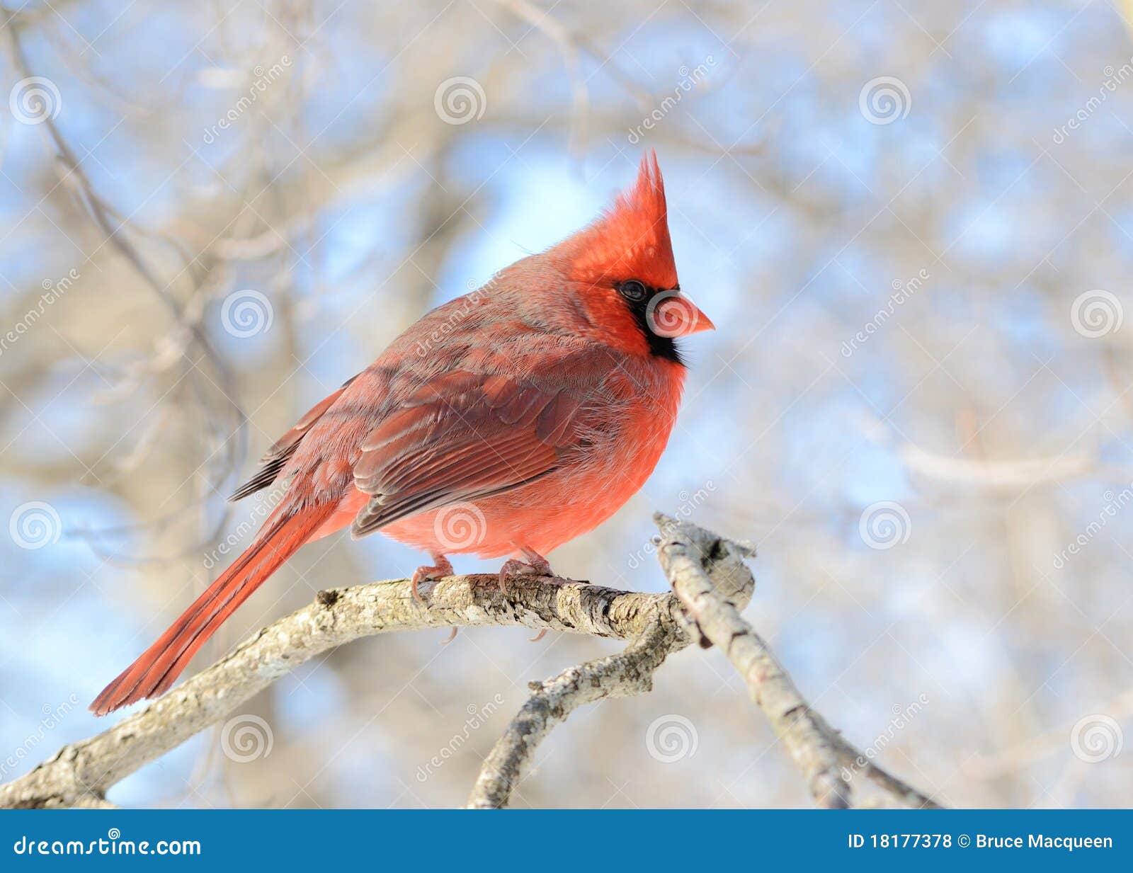 Northern Cardinal stock photo. Image of outdoors, birding - 18177378