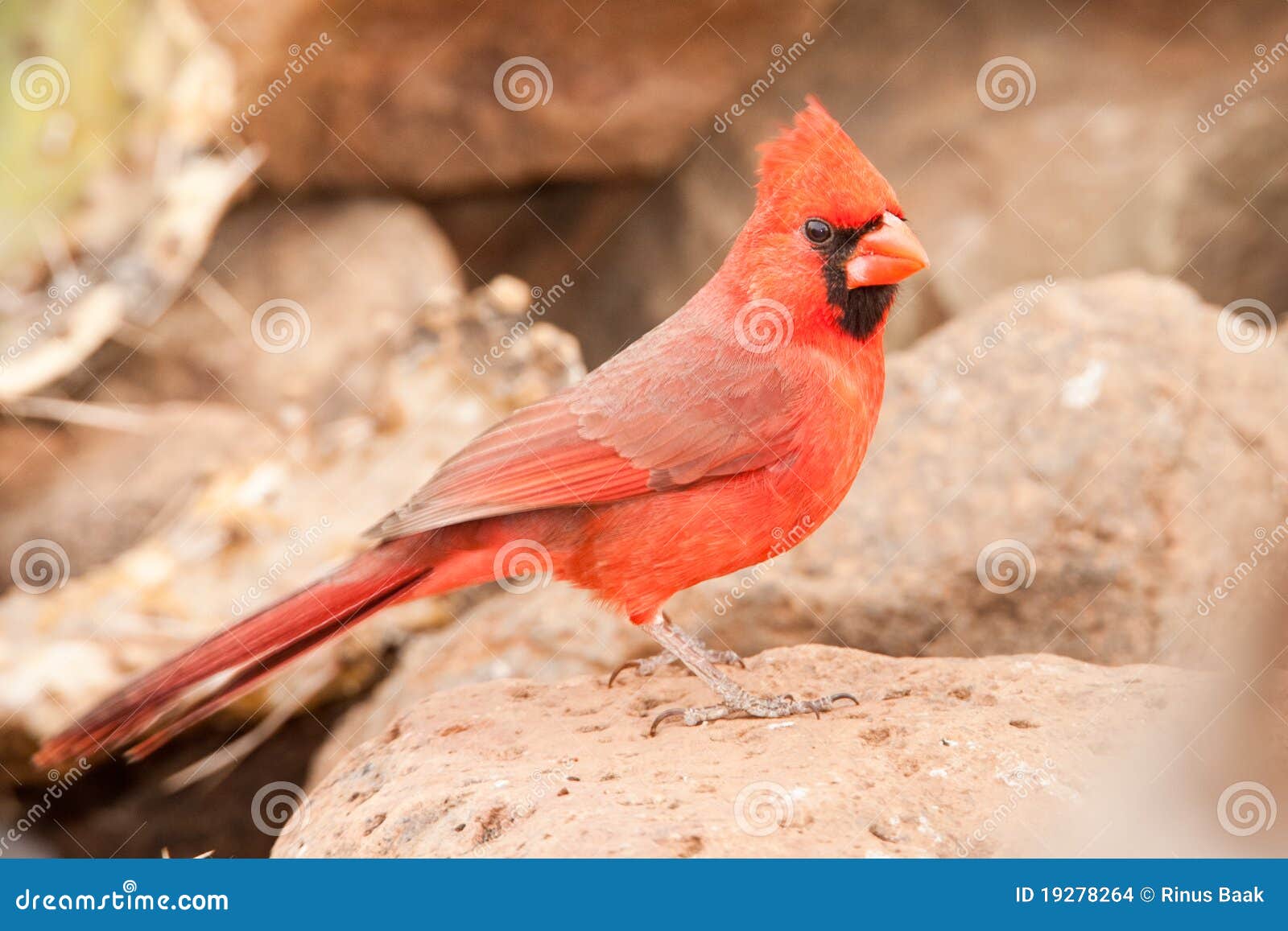 Northern Cardinal stock photo. Image of pointed, adult - 19278264