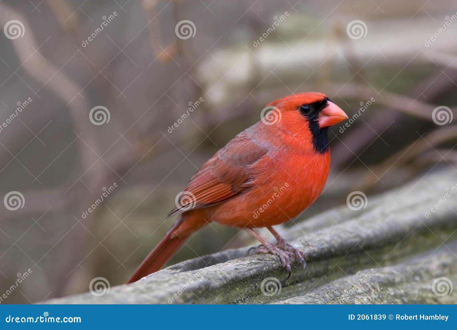 Northern Cardinal stock image. Image of avian, feather - 2061839