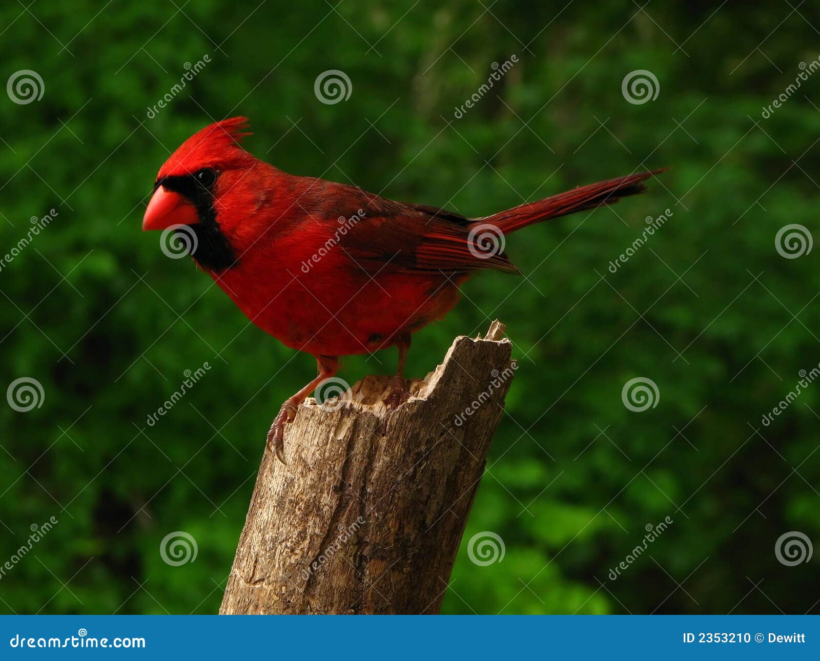 Northern Cardinal stock photo. Image of outside, avian - 2353210
