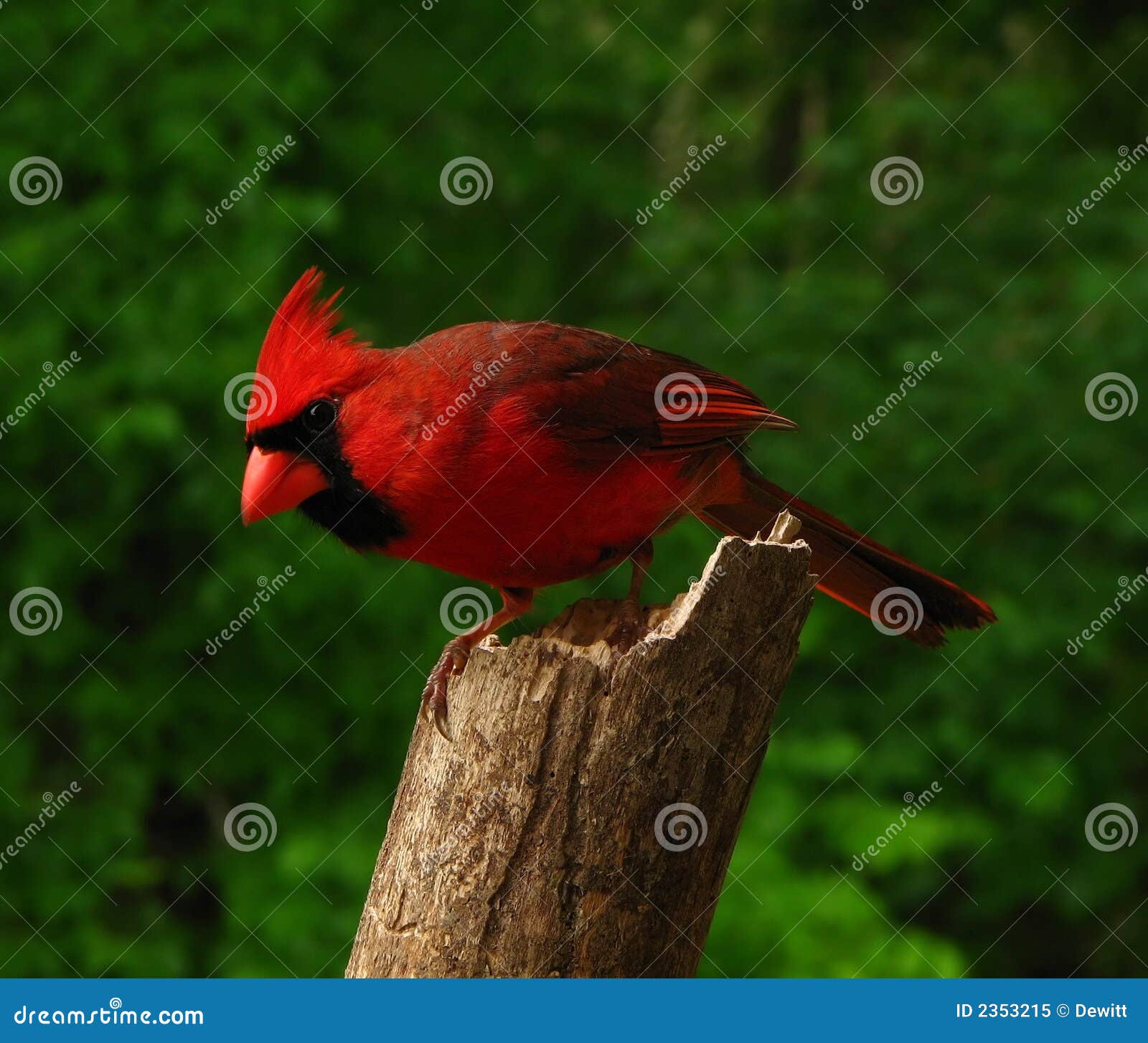 Northern Cardinal stock image. Image of perched, outdoors - 2353215
