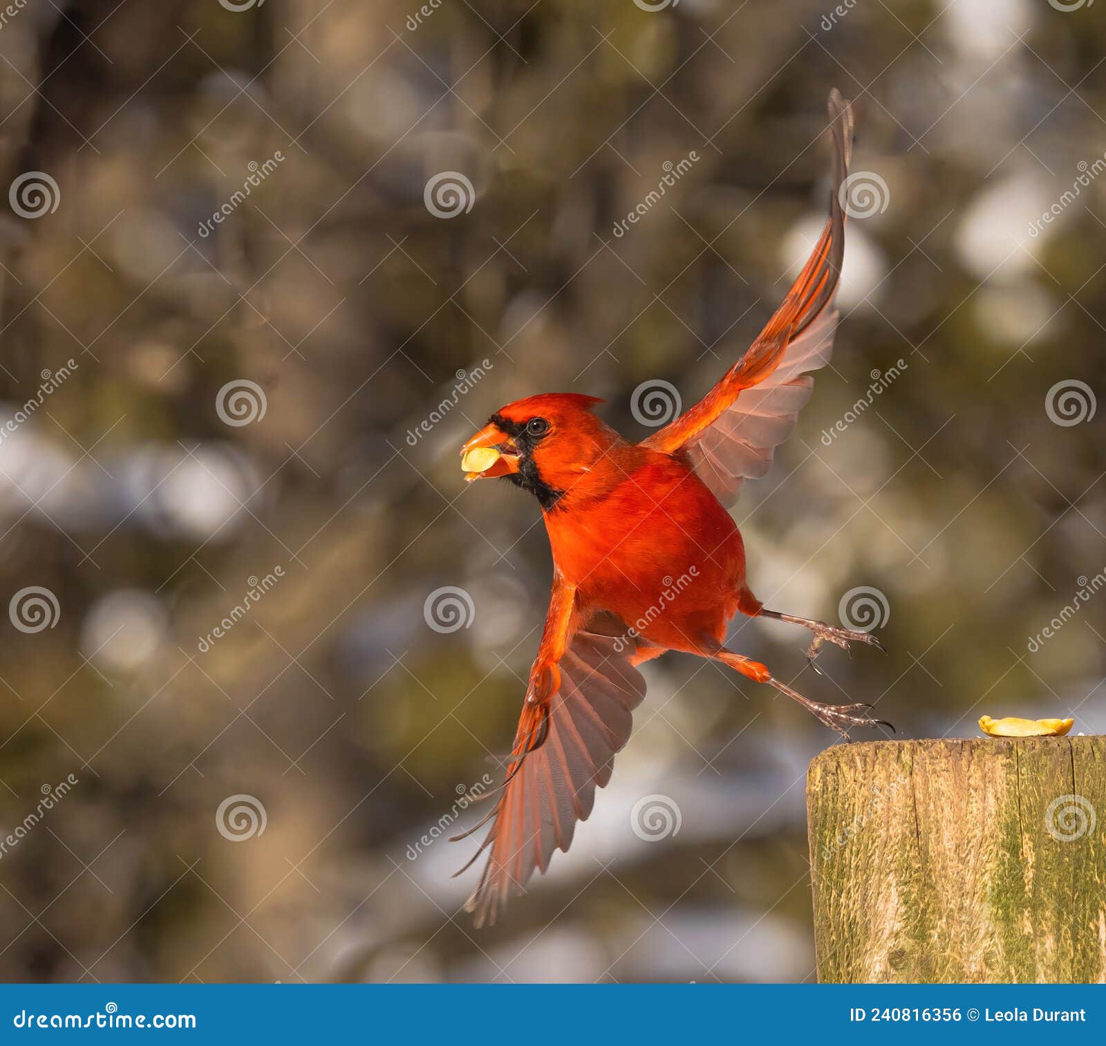 Northern Cardinal with Wings Fanned Out Stock Photo - Image of ...
