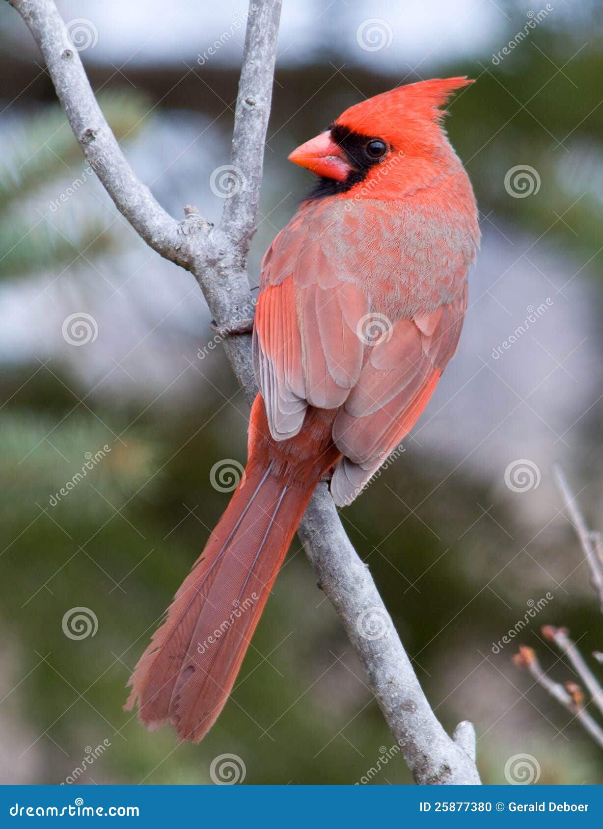 Northern Cardinal stock photo. Image of vertical, nature - 25877380