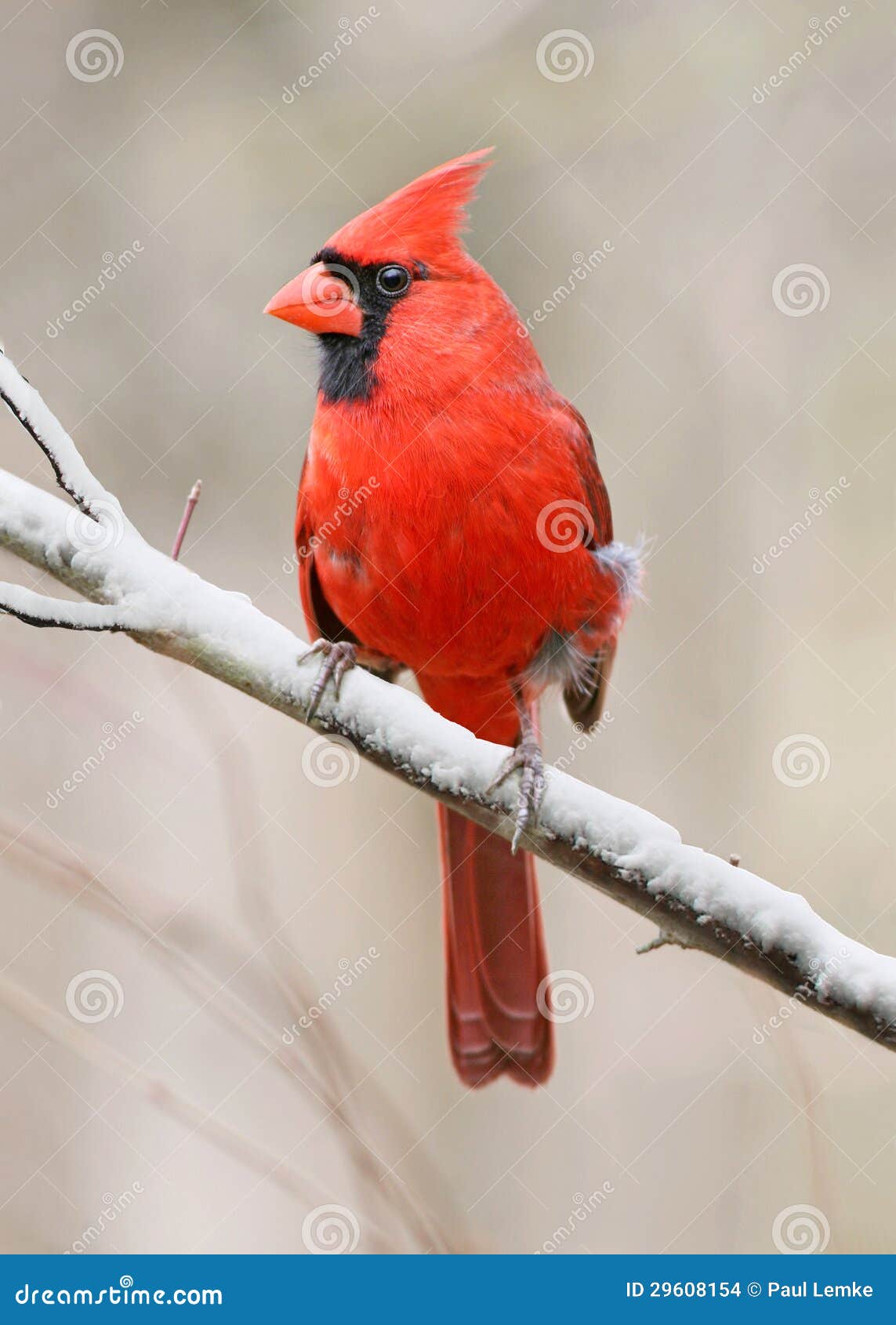 Northern Cardinal stock photo. Image of ornithology, nature - 29608154