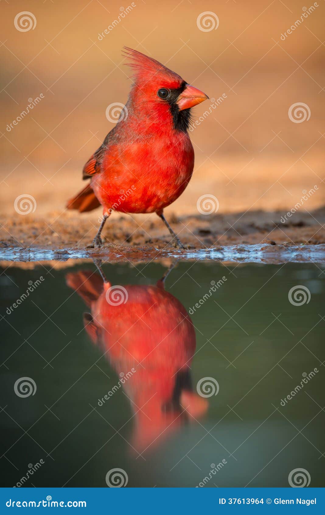 Northern cardinal stock photo. Image of looking, vertical - 37613964