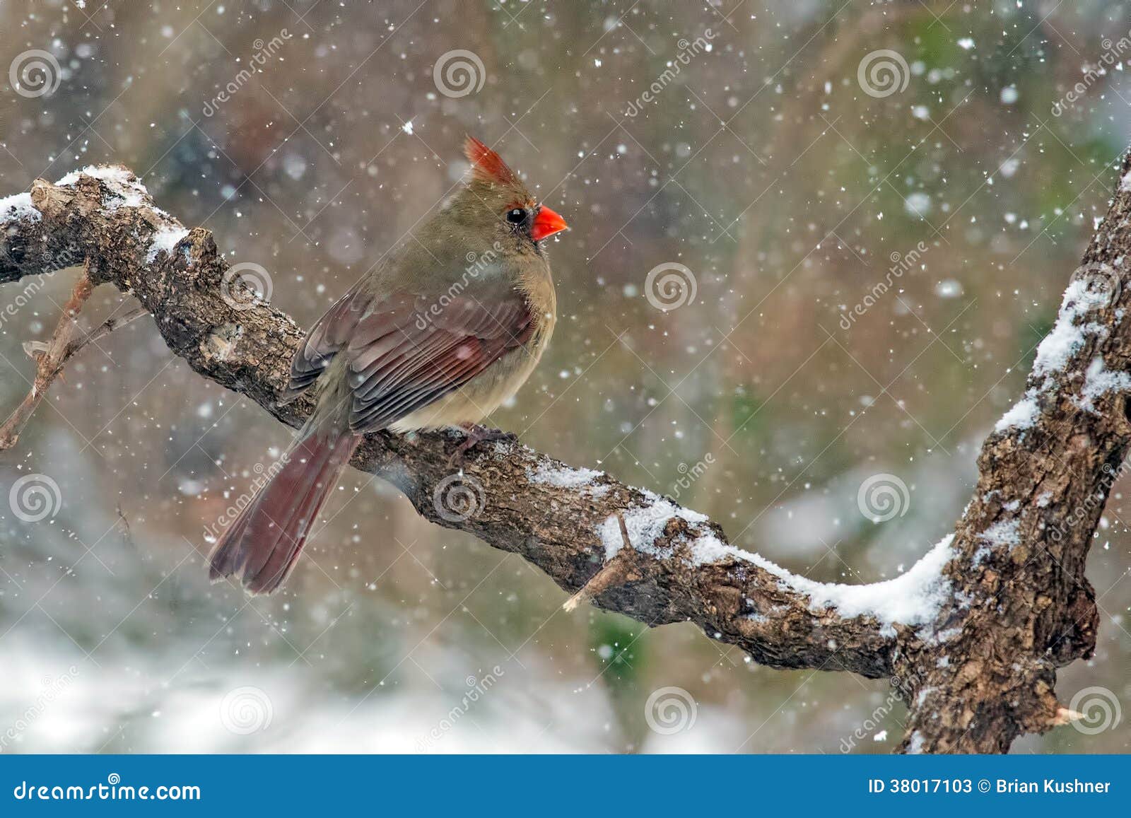 Northern Cardinal Snow stock image. Image of snow, avian - 38017103