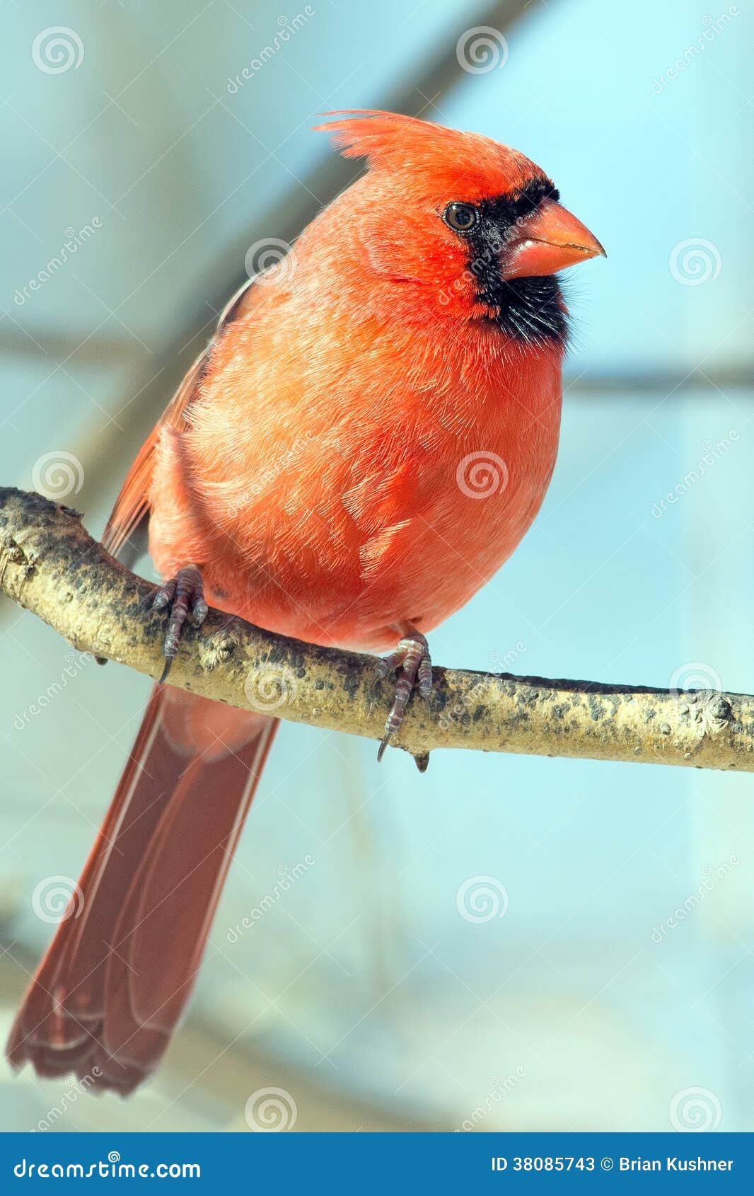 Northern Cardinal stock image. Image of northern, wildlife - 38085743