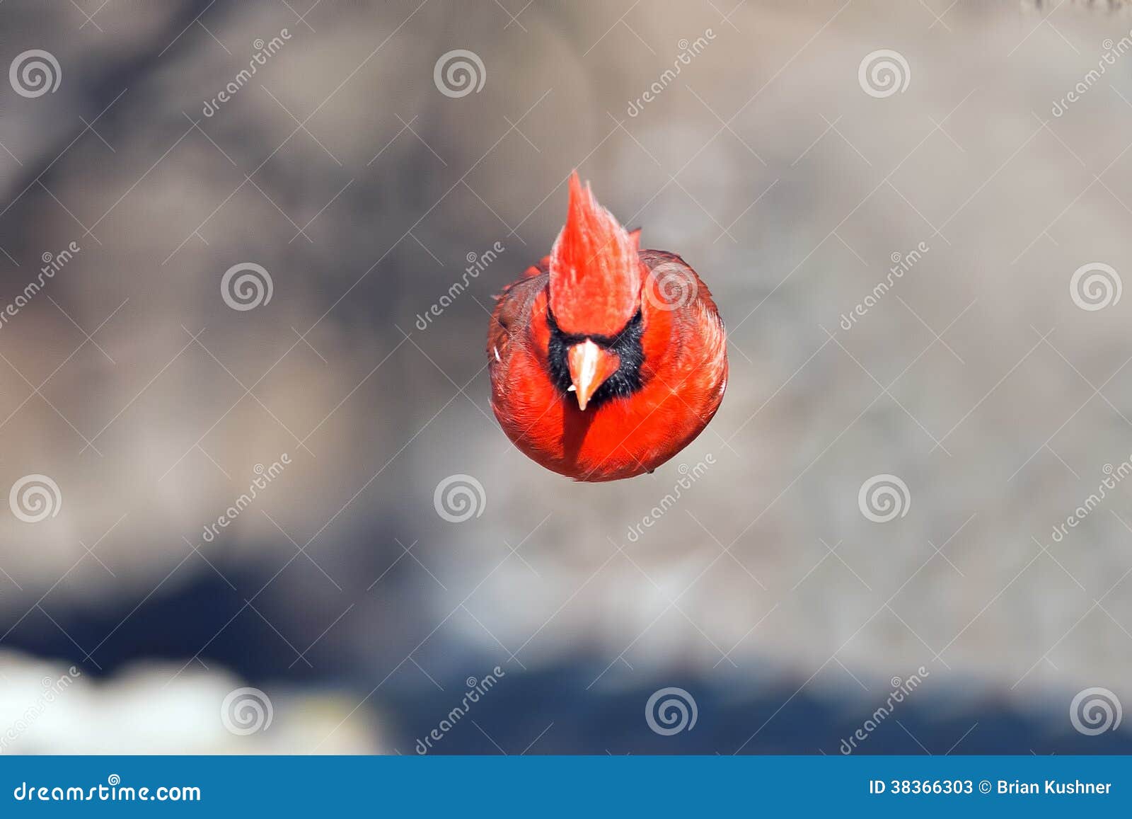 Northern Cardinal stock image. Image of female, sitting - 38366303