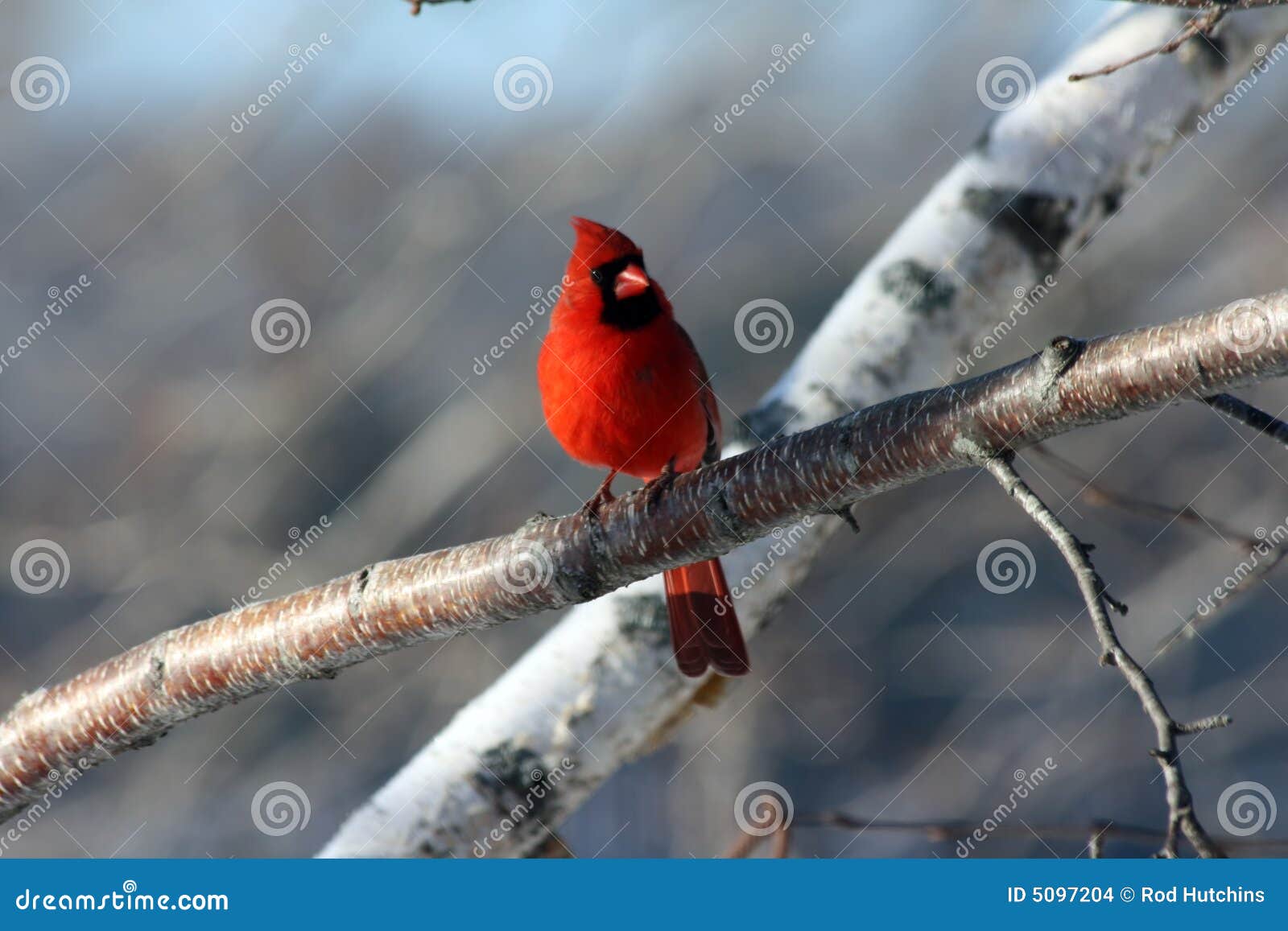 Northern Cardinal stock photo. Image of birding, northern - 5097204