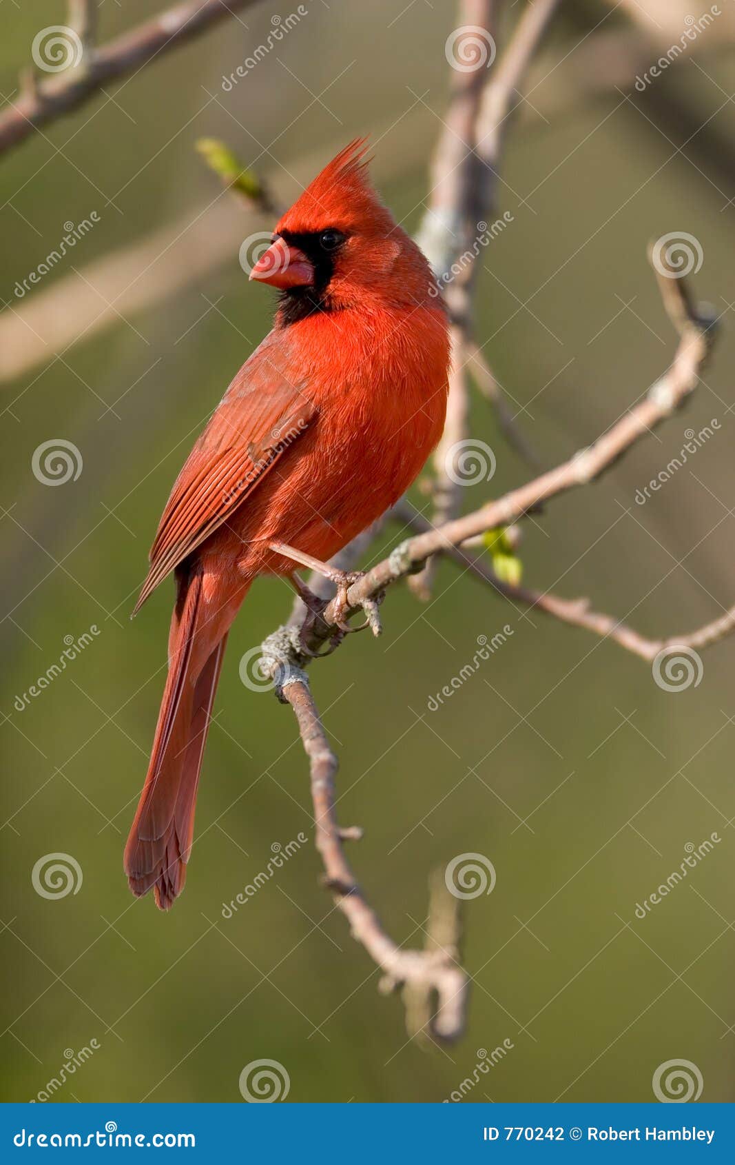 Northern Cardinal stock photo. Image of avian, branches - 770242