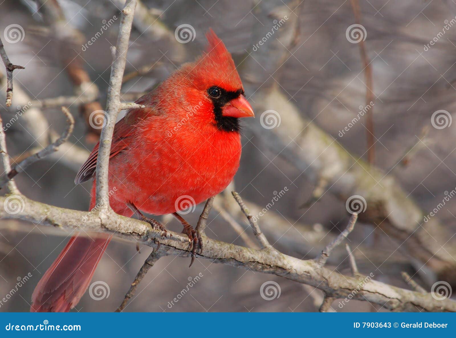 Northern Cardinal stock image. Image of cardinal, animal - 7903643