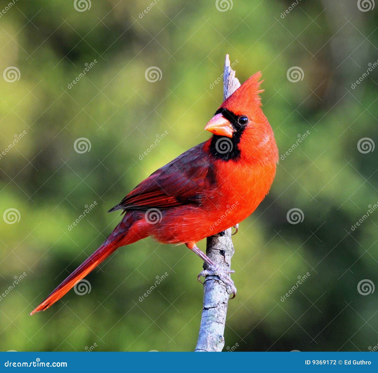 Northern Cardinal stock photo. Image of perched, birding - 9369172