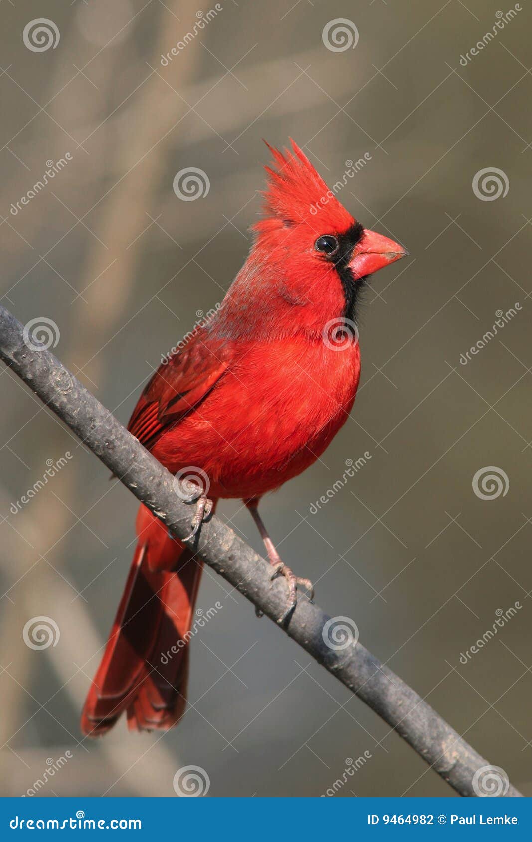 Cardinal Bird In Traditional Mexican Sombrero And Clothing Against A ...