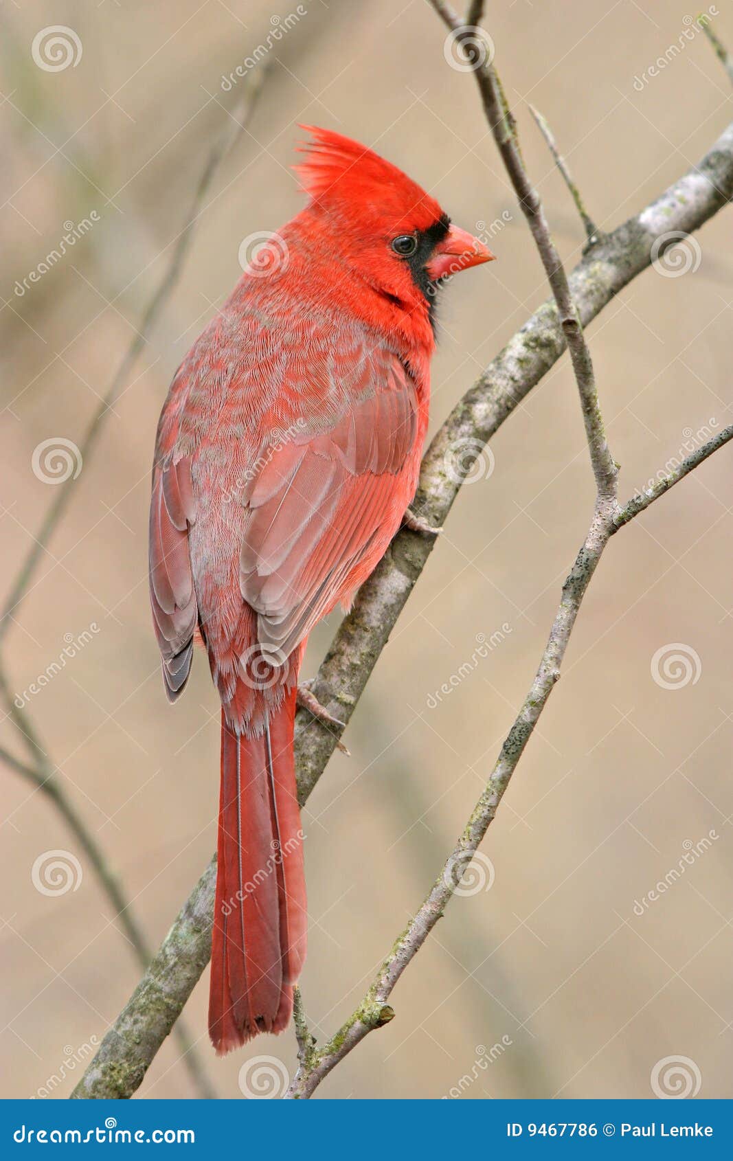 Northern Cardinal stock photo. Image of ornithology, cute - 9467786