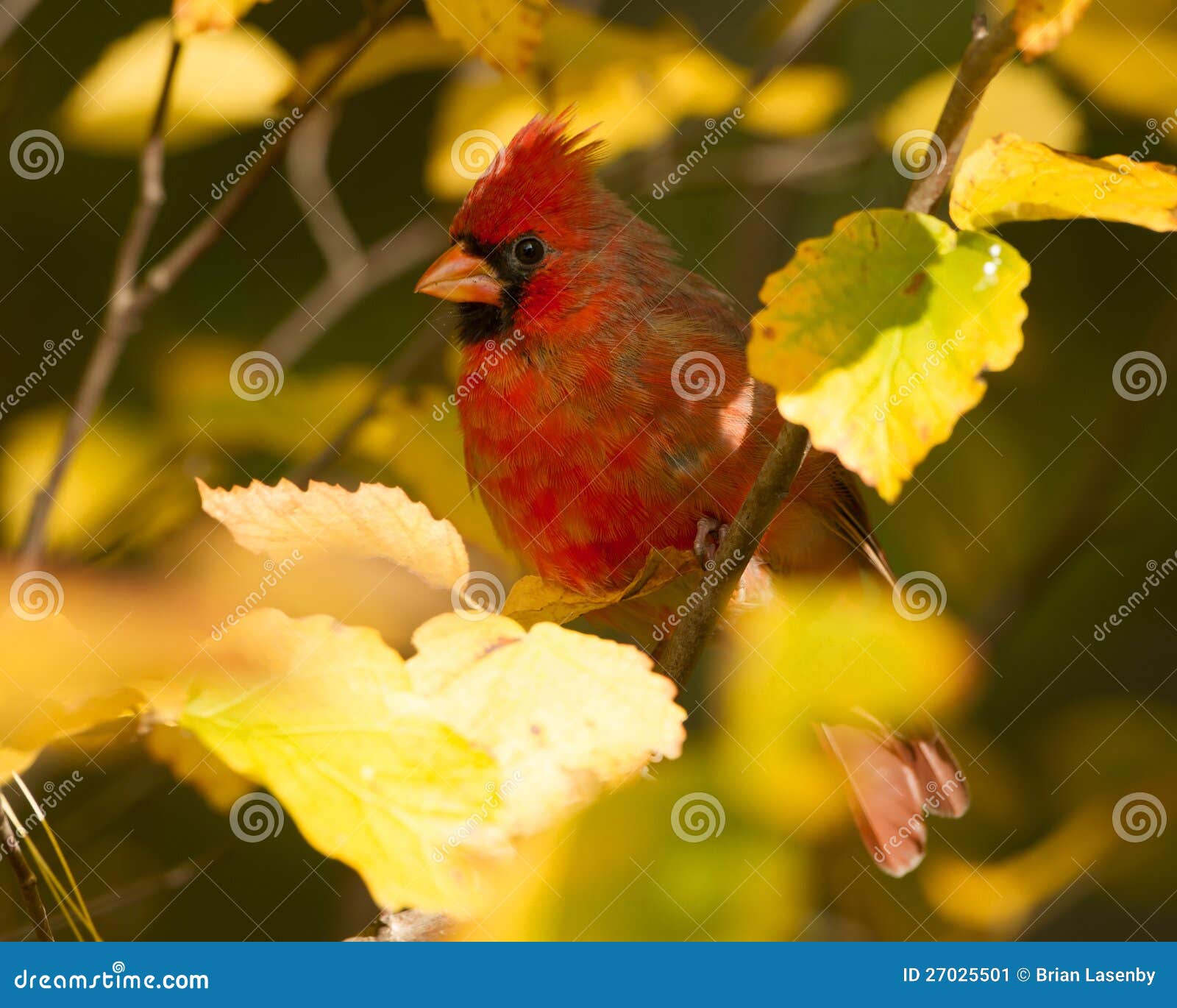 Northern Cardinal in Autumn Stock Image - Image of northern, colorful ...