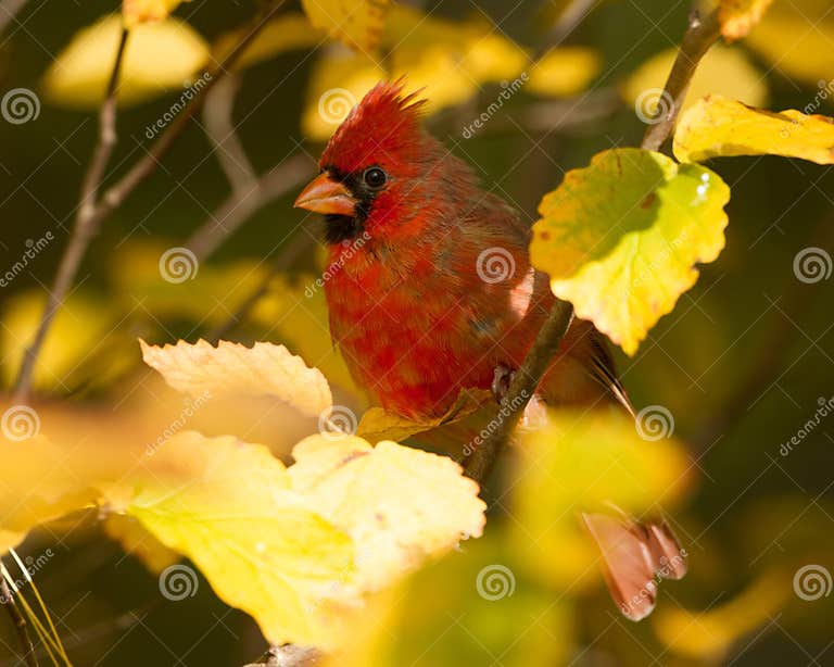 Northern Cardinal in Autumn Stock Image - Image of northern, colorful ...