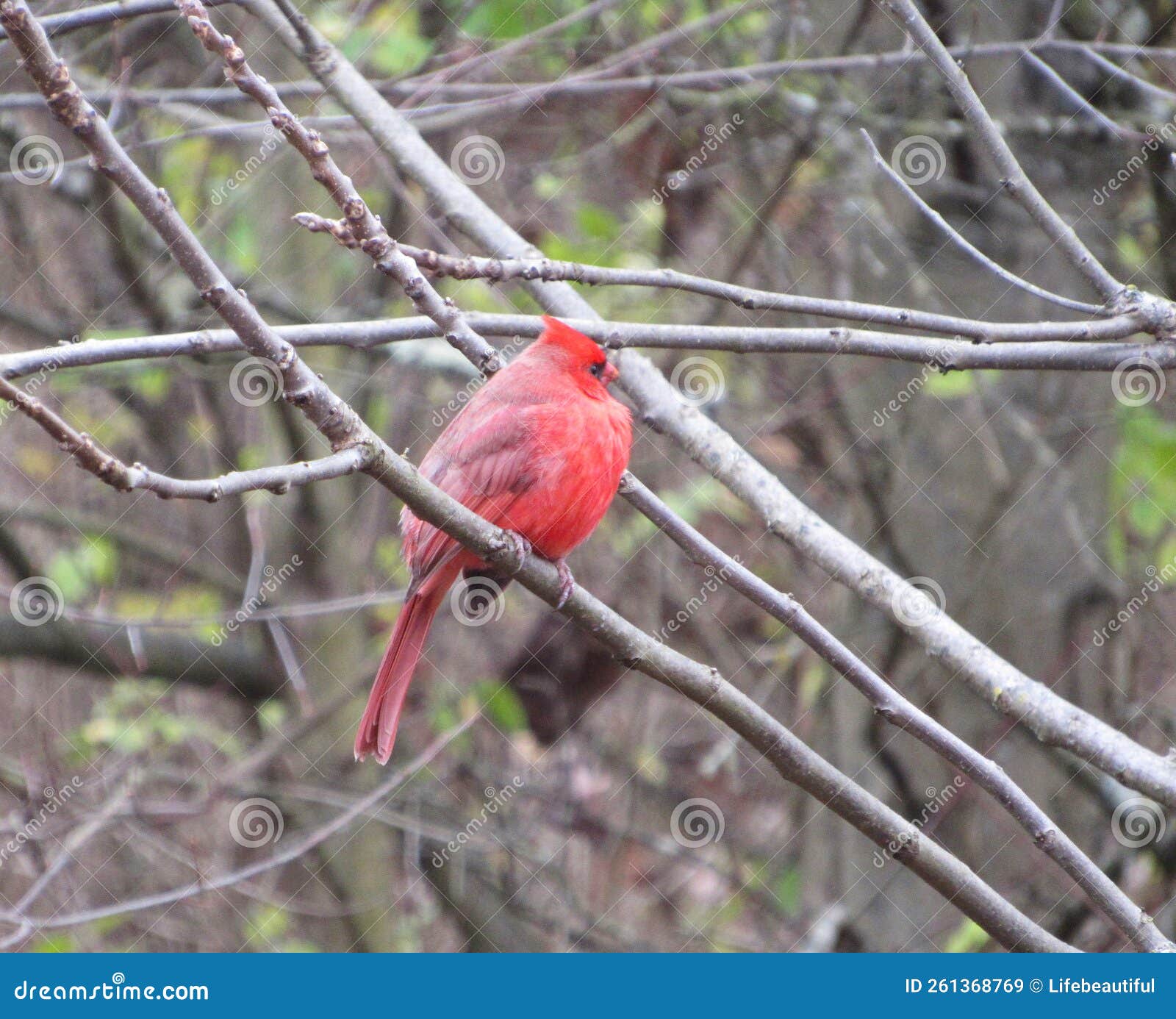 Northern cardinal stock image. Image of hummingbird - 261368769