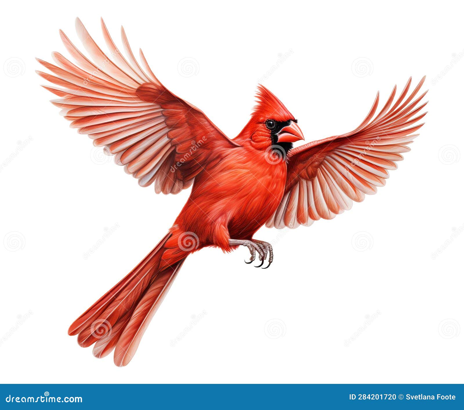 Northern Cardinal Bird in Flight on White Background. AI Generated ...
