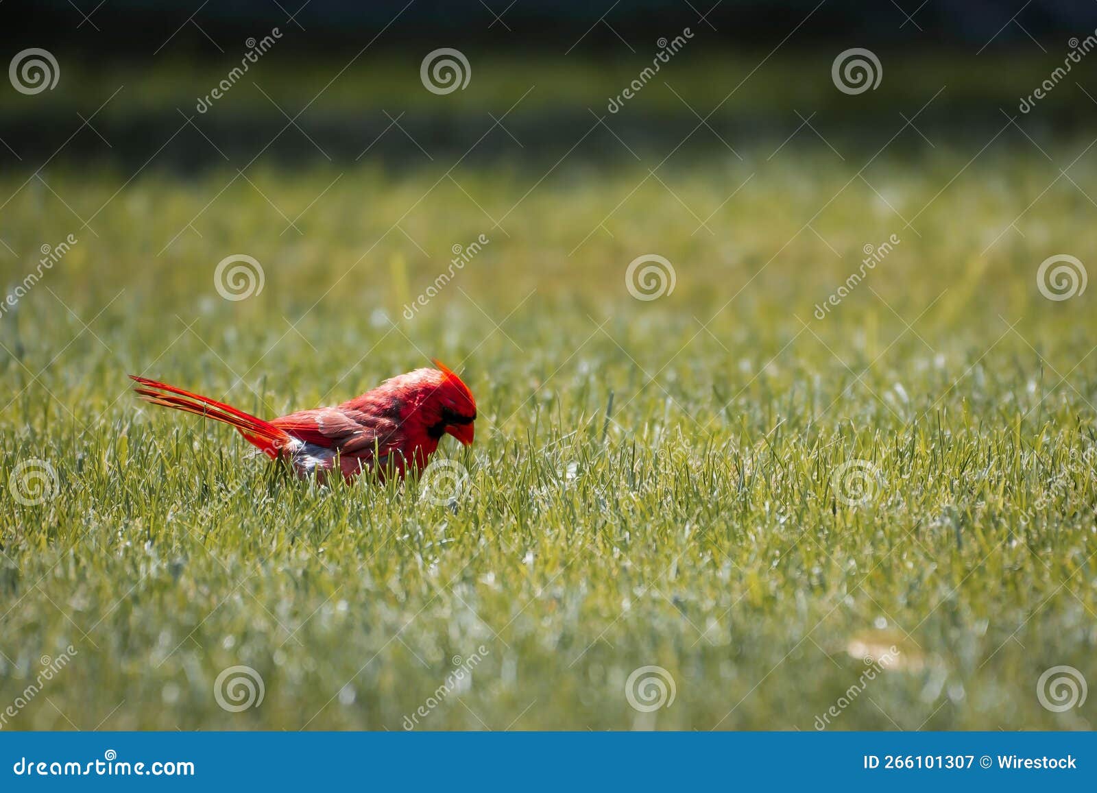Northern Cardinal Bird on Green Grass. Stock Image - Image of grass ...