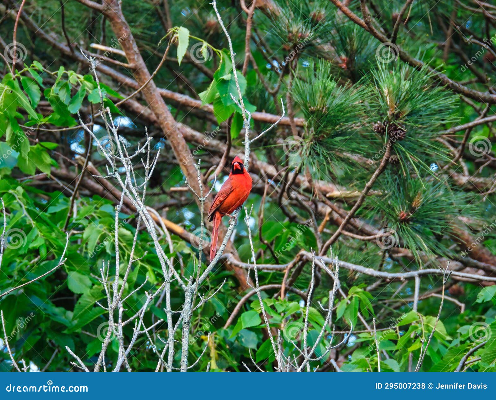 Northern Cardinal Bird Perched on a Bare Branch in Front of a Fir Tree ...
