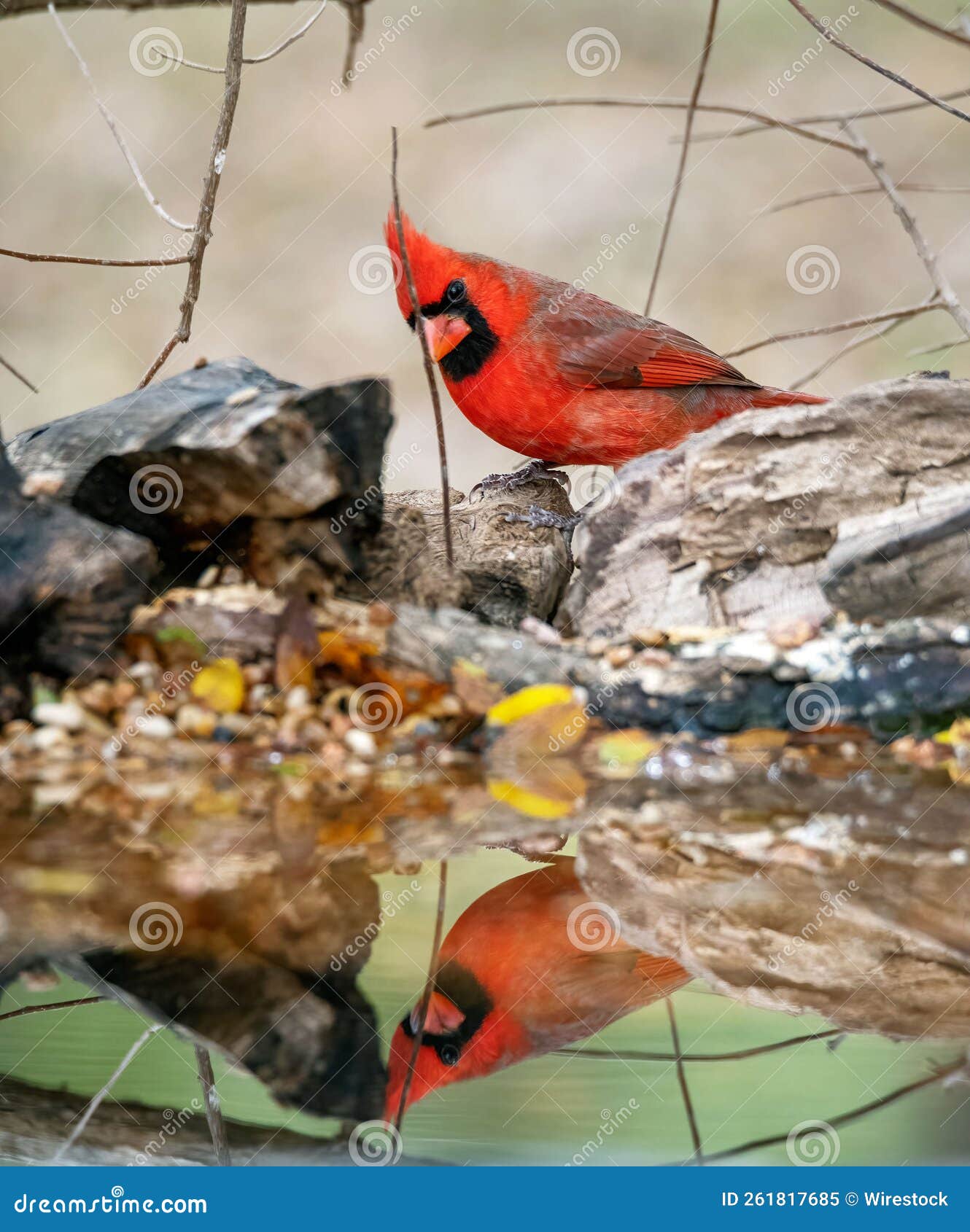 Northern Cardinal Bird Reflecting in the Water. Stock Image - Image of ...