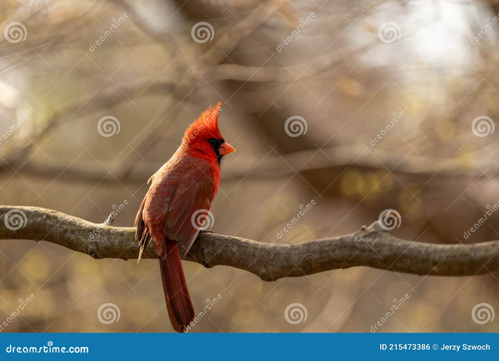 Northern Cardinal Cardinalis Cardinalis on an April Stock Photo - Image ...