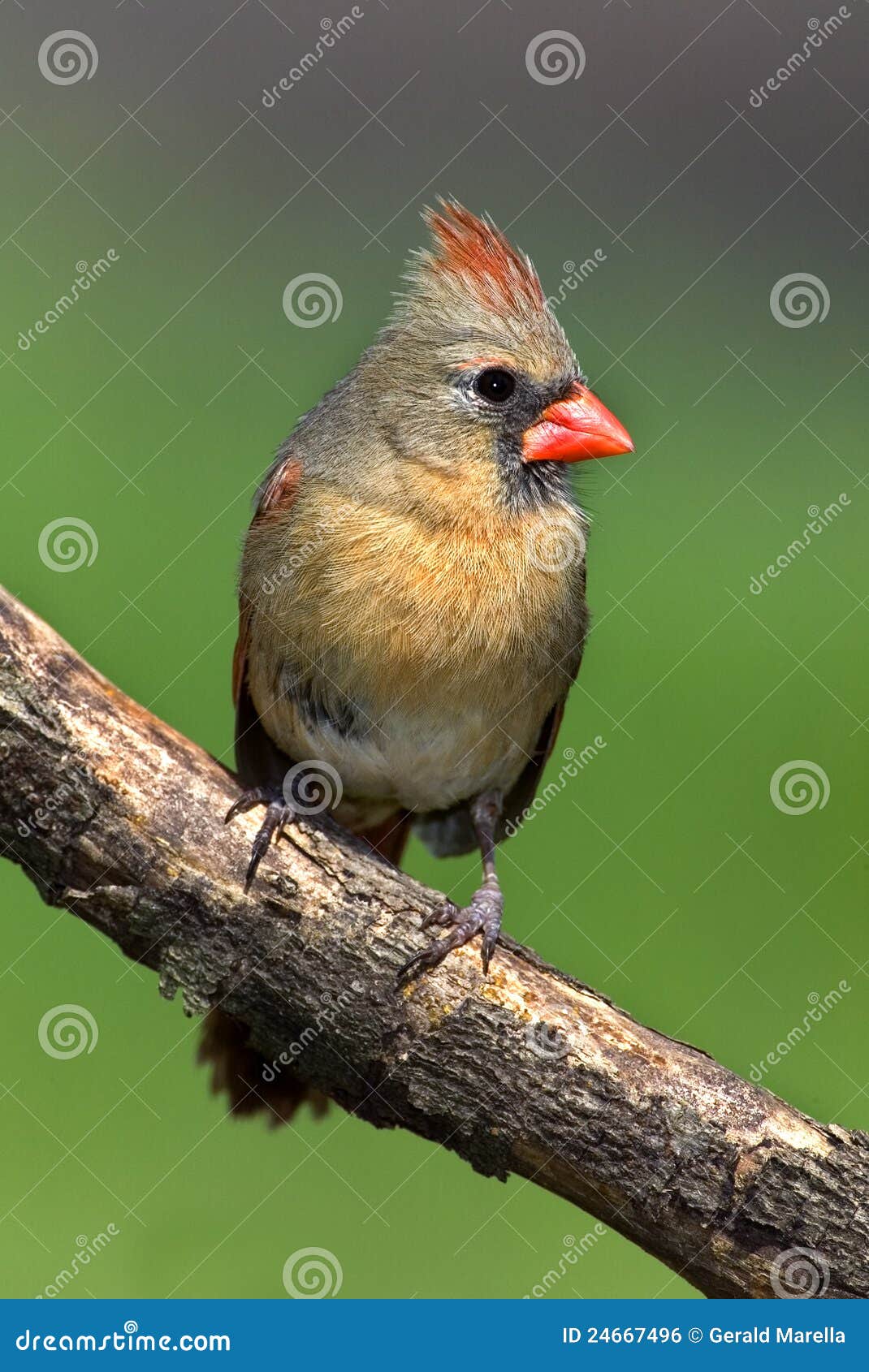 Northern Cardinal (Cardinalis Cardinalis) Stock Photo - Image of female ...