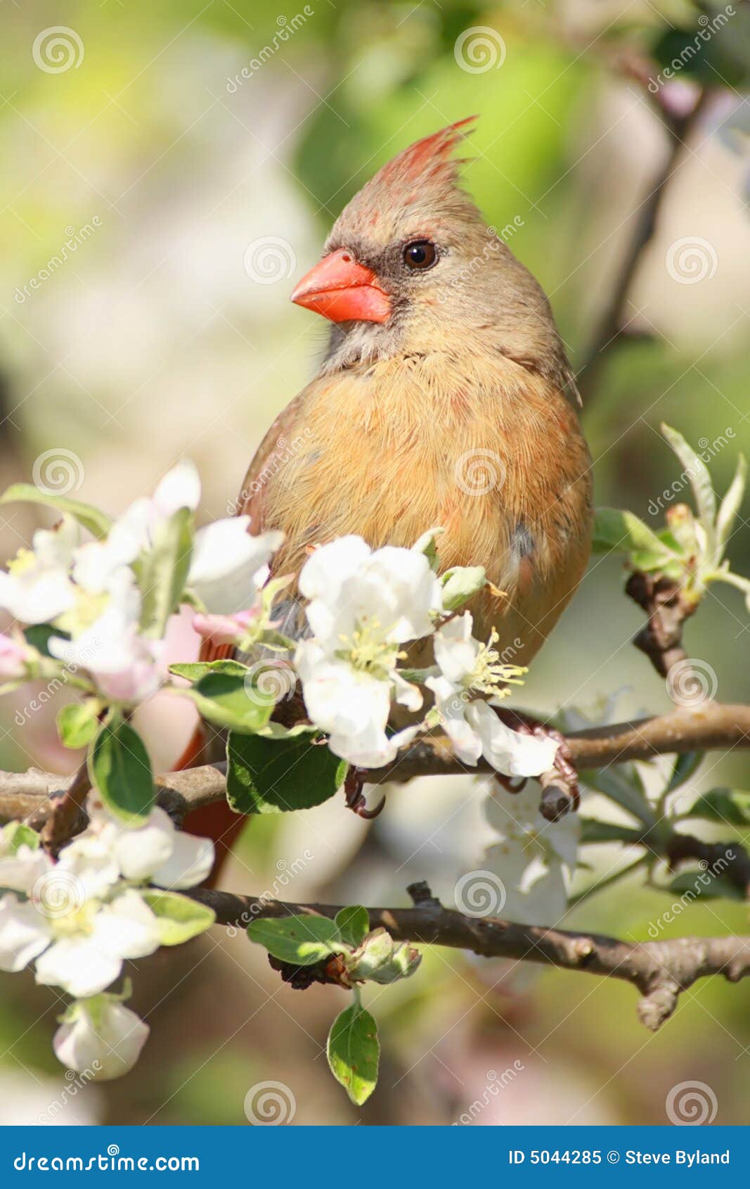 Northern Cardinal (cardinalis Cardinalis) Stock Image - Image of ...