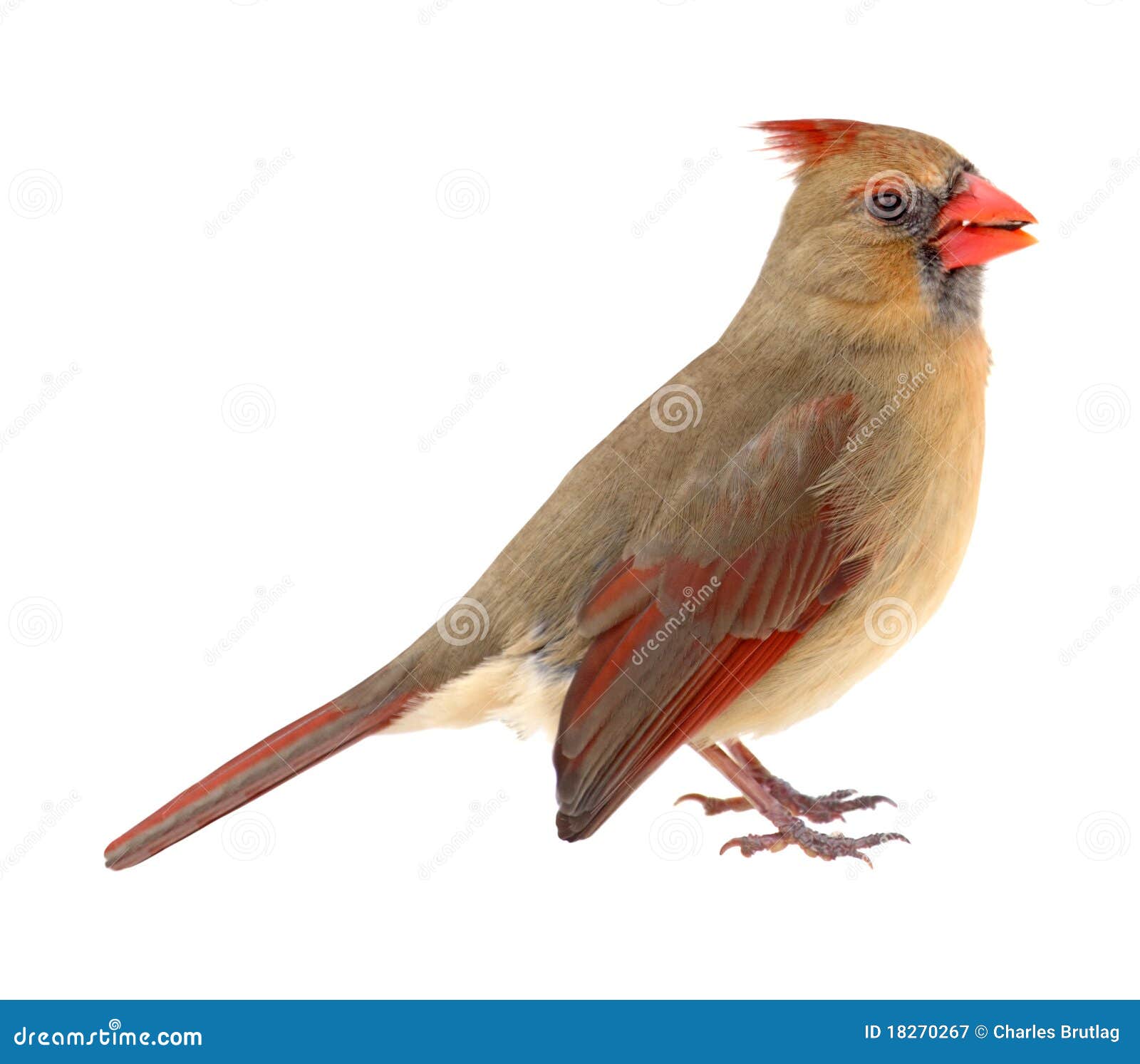 Northern Cardinal, Cardinalis Cardinalis, Isolated Stock Image - Image ...