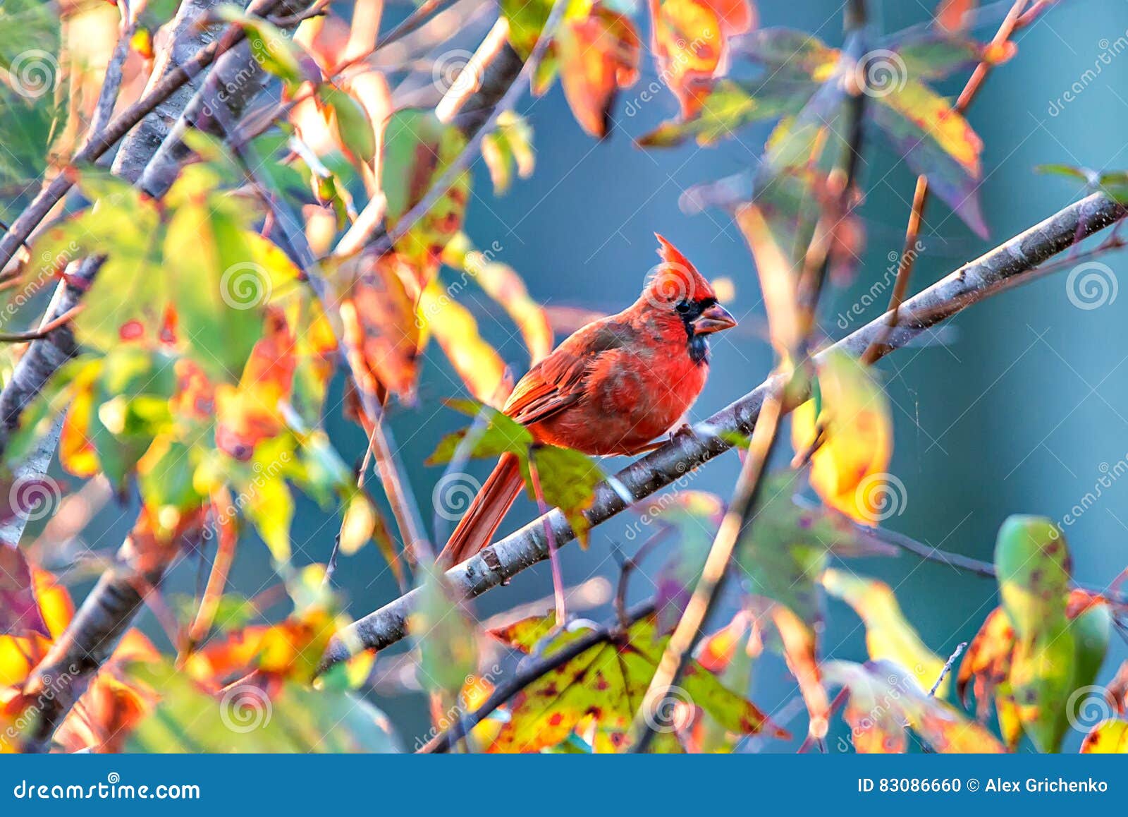 Northern Cardinal Cardinalis Cardinalis Perched on a Branch Stock Photo ...