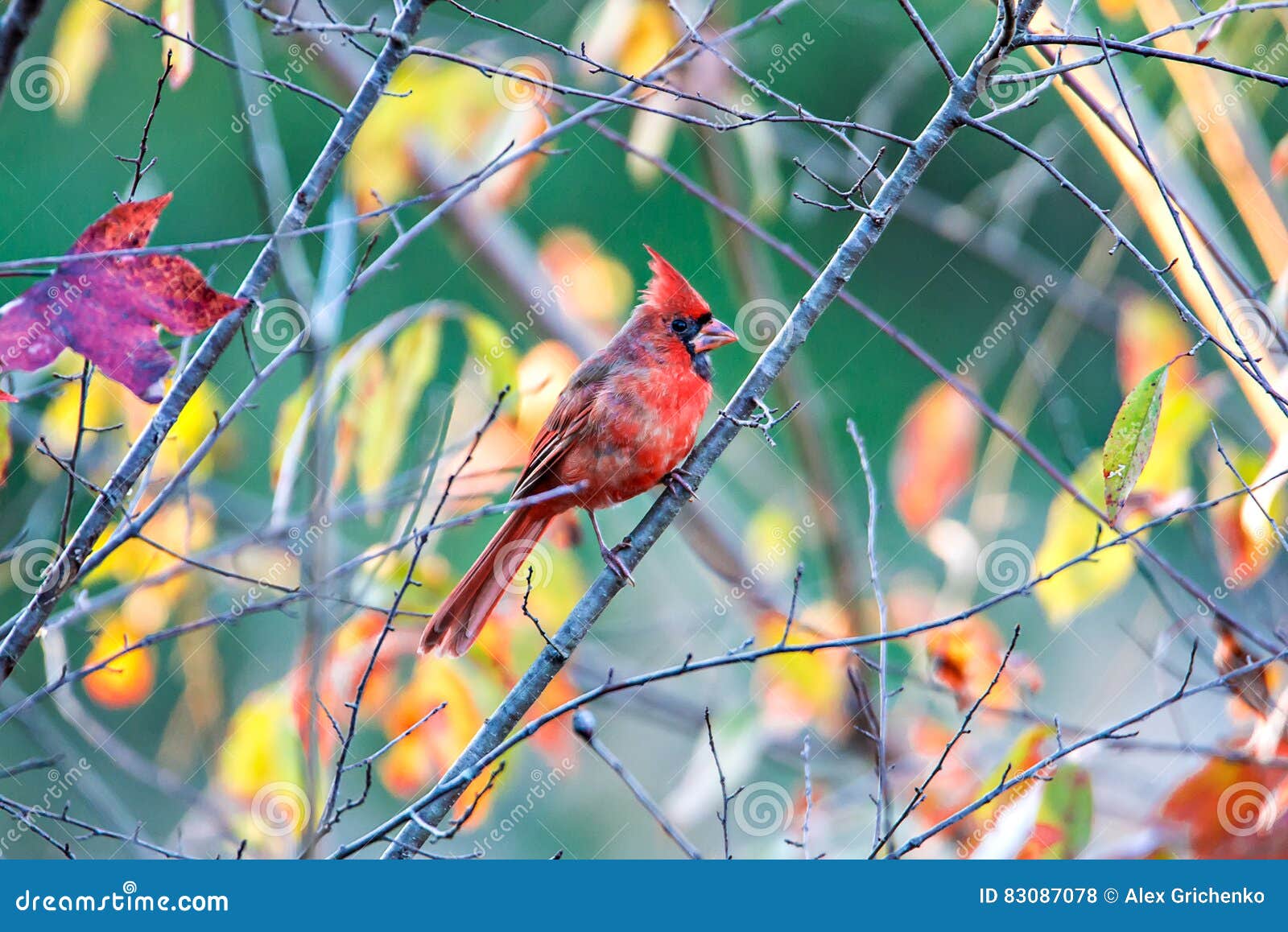 Northern Cardinal Cardinalis Cardinalis Perched on a Branch Stock Photo ...