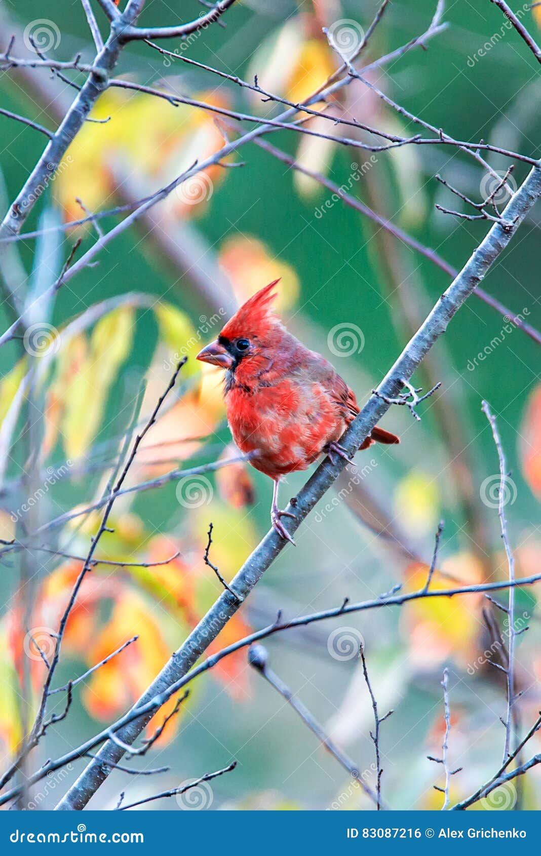 Northern Cardinal Cardinalis Cardinalis Perched on a Branch Stock Photo ...