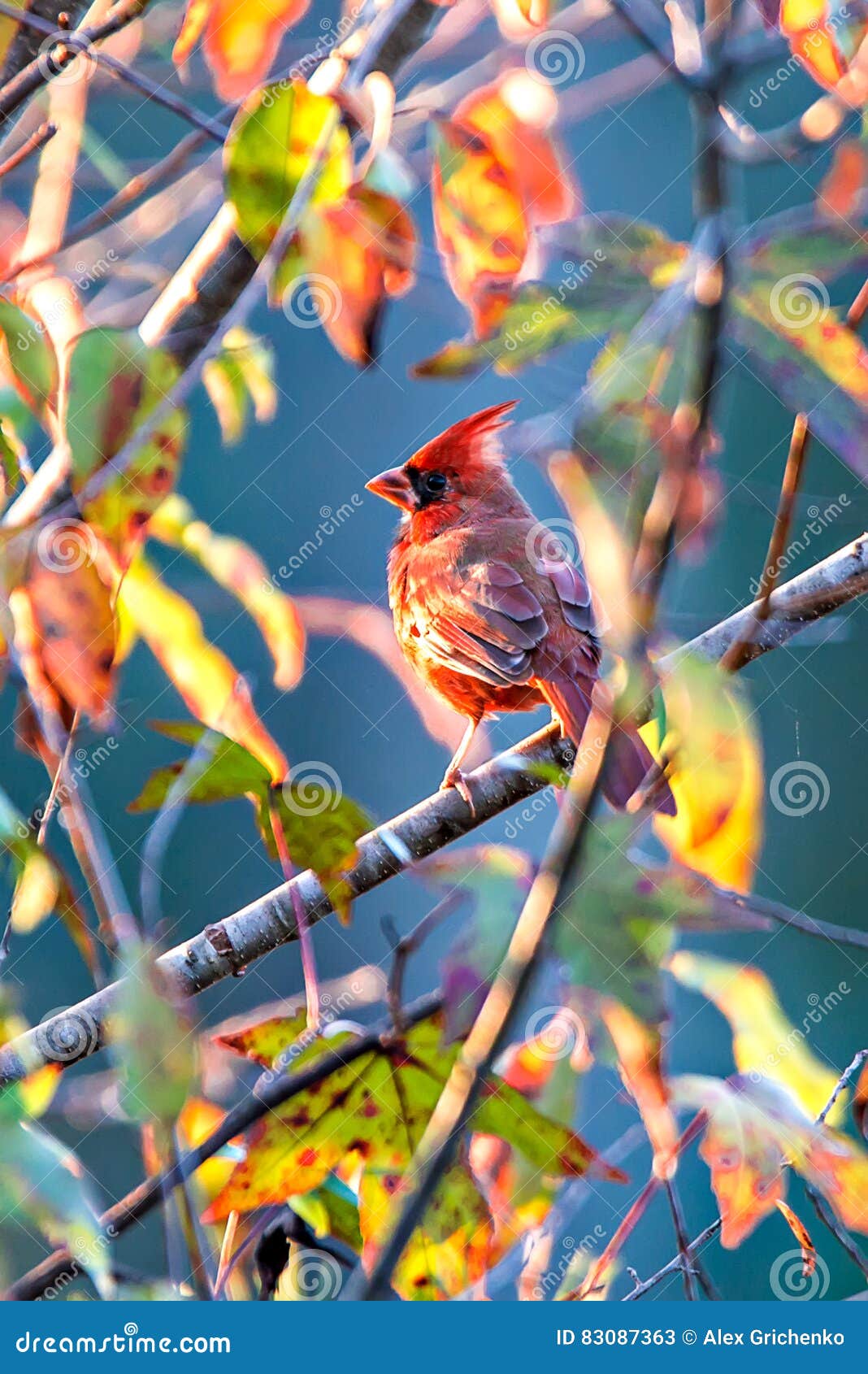 Northern Cardinal Cardinalis Cardinalis Perched on a Branch Stock Image ...