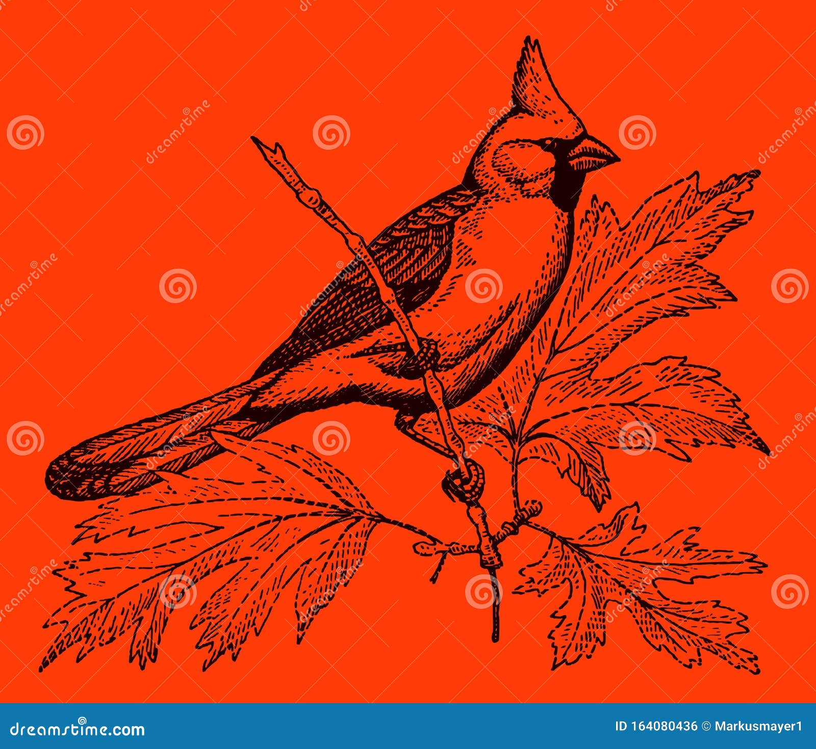 Northern Cardinal Cardinalis with an Erected Crest, Sitting on a Branch ...