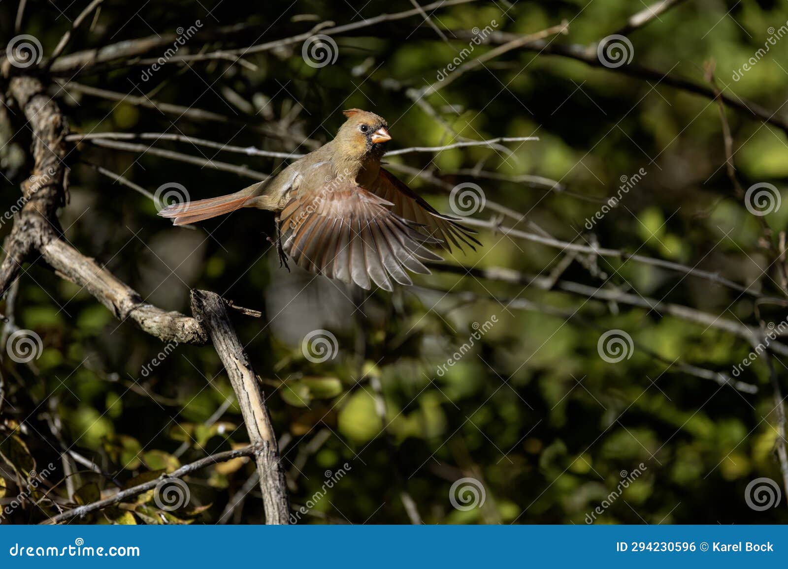 Northern Cardinal (Cardinalis Cardinalis) Stock Photo - Image of wild ...