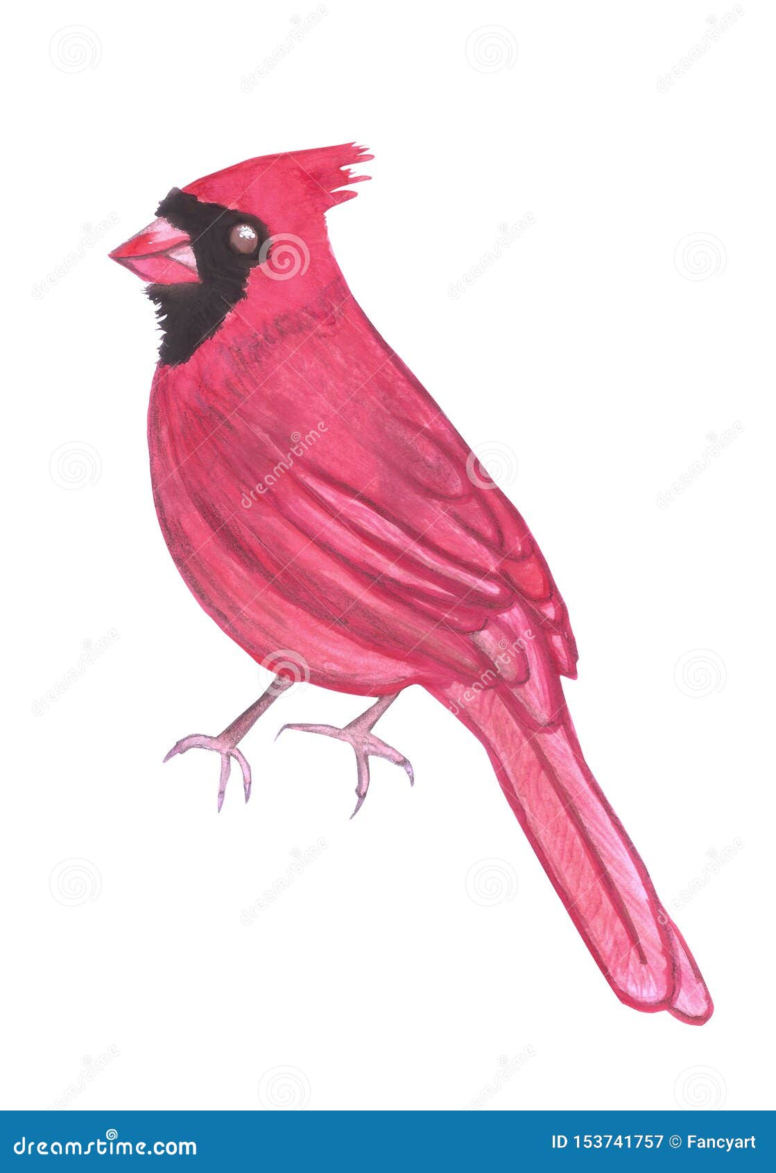 Cardinalis Cartoons, Illustrations & Vector Stock Images - 146 Pictures ...