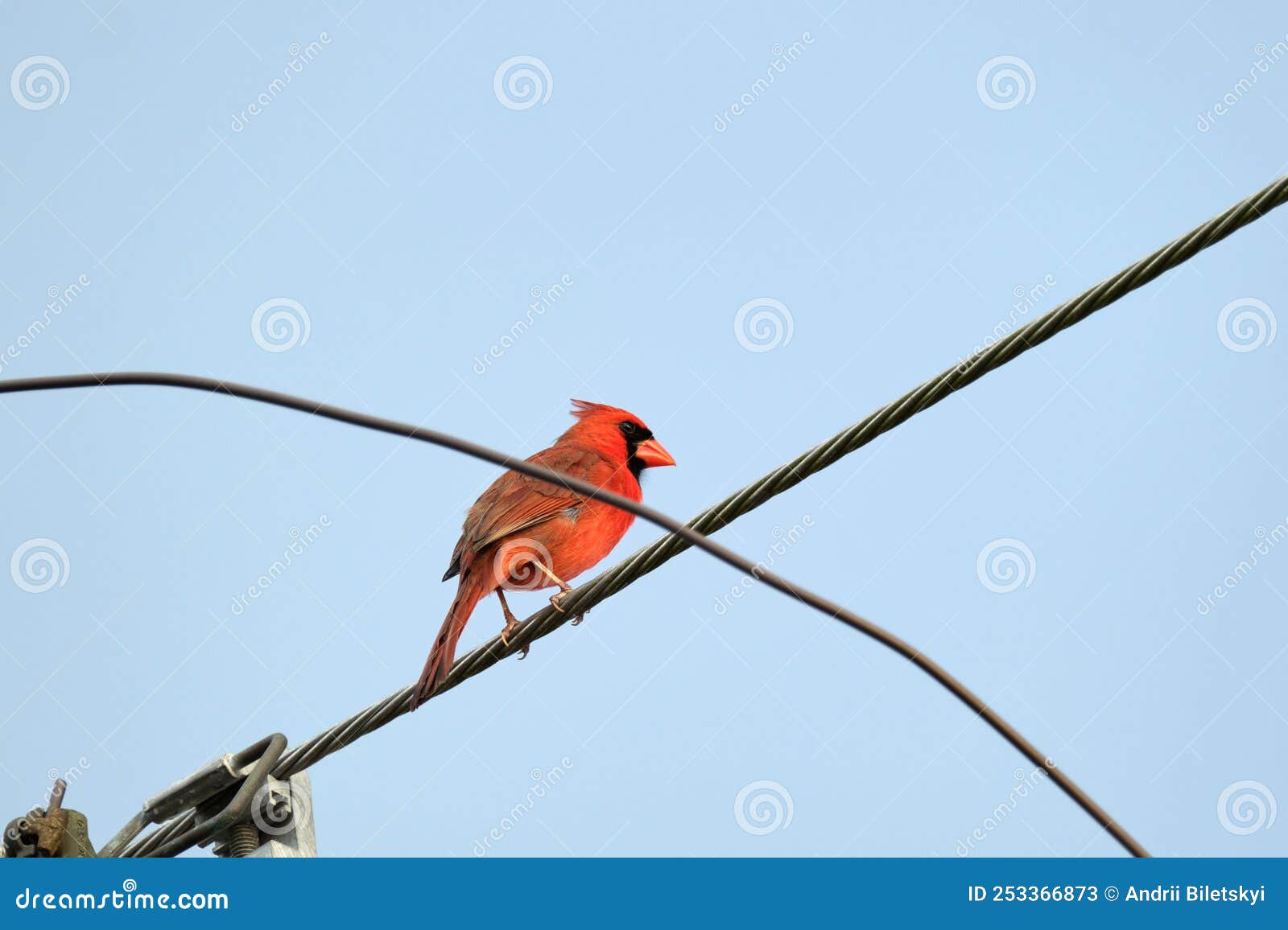 Northern Cardinal Cardinalis Cardinalis Perched on a Wire during Summer ...