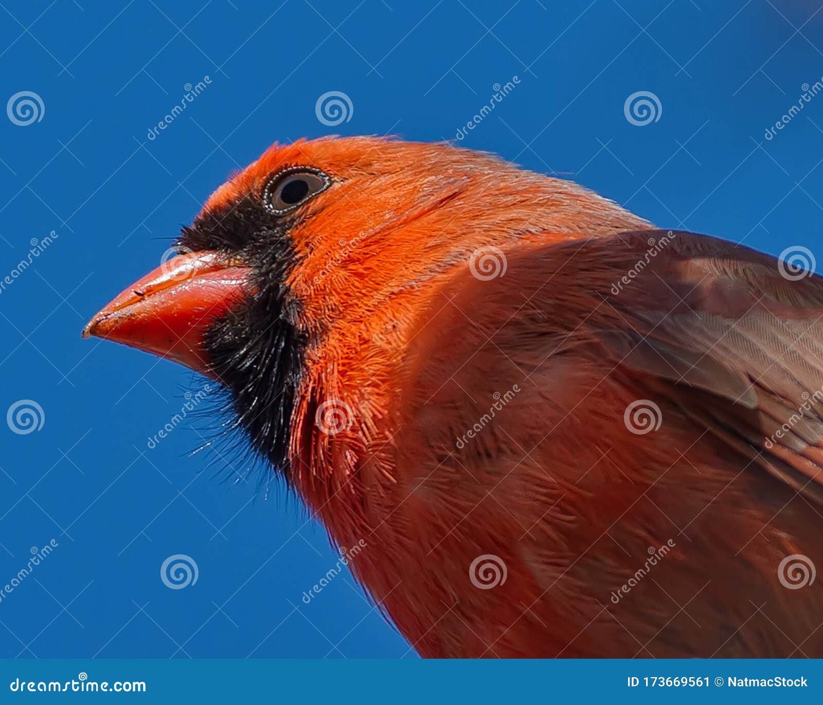 Northern Cardinal Closeup of Head Stock Image - Image of beautiful ...