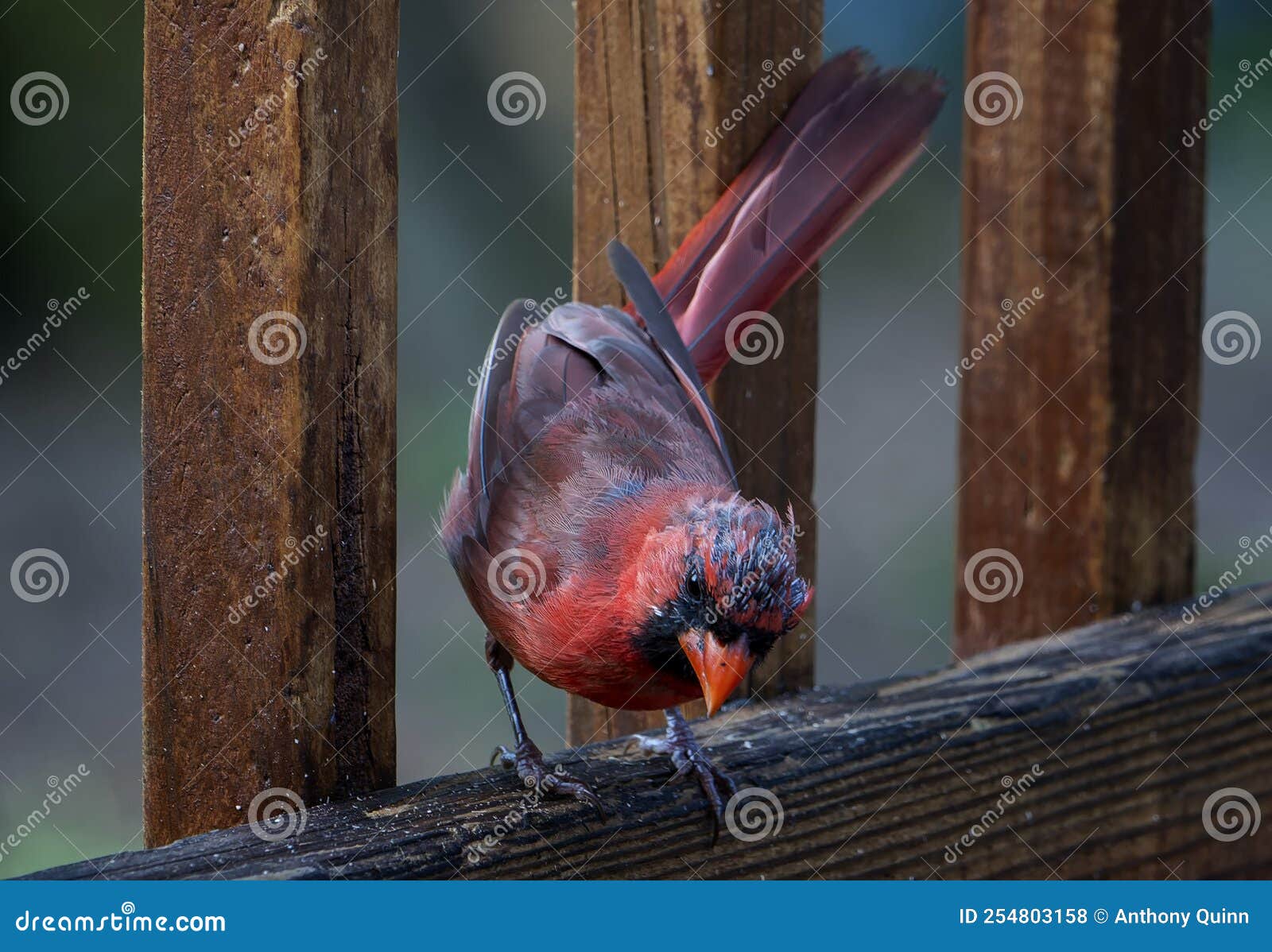 A Northern Cardinal on the Deck Fence Stock Photo - Image of cardinal ...