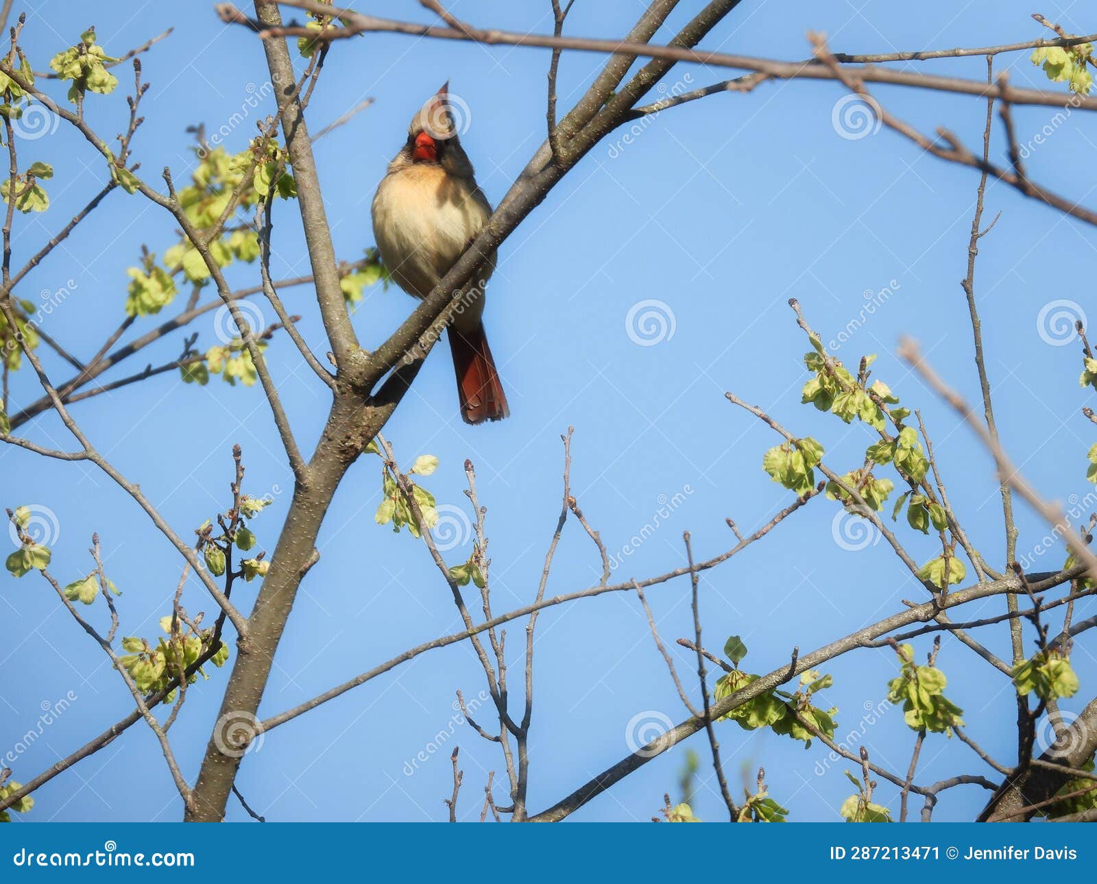 Northern Cardinal Female Bird Perched in a Tree Stock Image - Image of ...