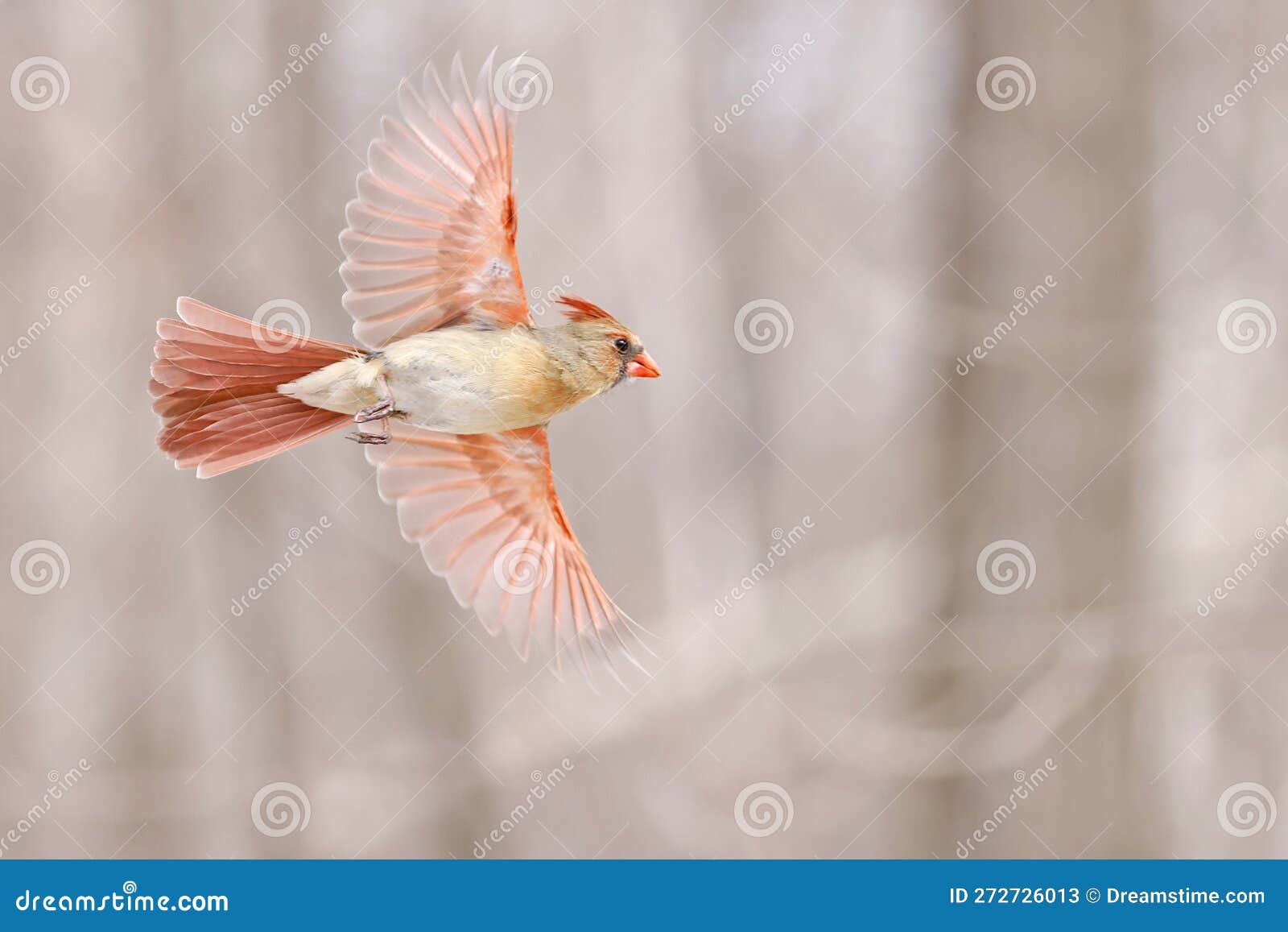 Northern Cardinal Female Flying Stock Image - Image of flying, wings ...